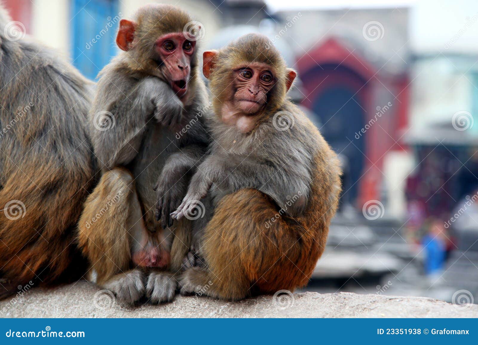 Two monkeys stock photo. Image of travel, relaxing, leisure - 23351938
