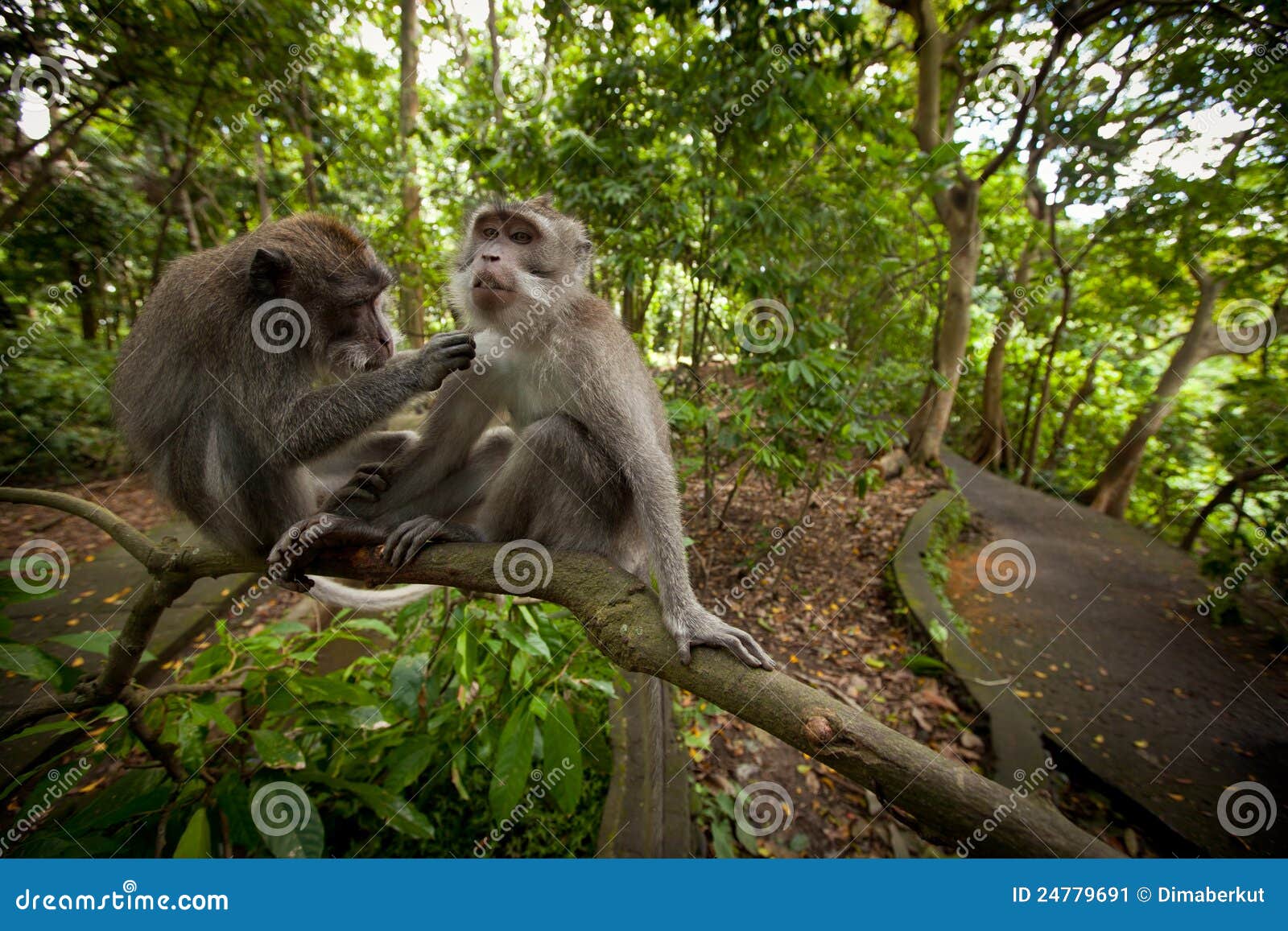 Two monkeys stock image. Image of orangatang, expressiveness - 24779691