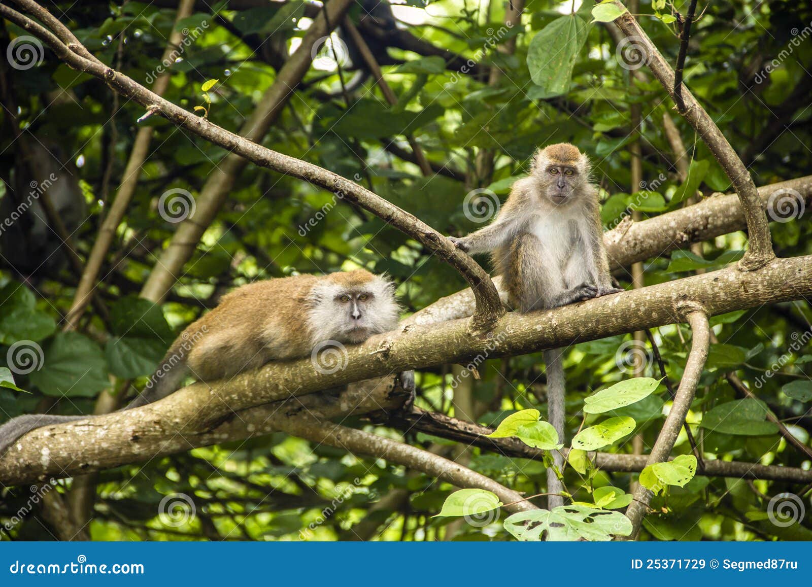 Two monkeys stock image. Image of view, habbits, side - 25371729