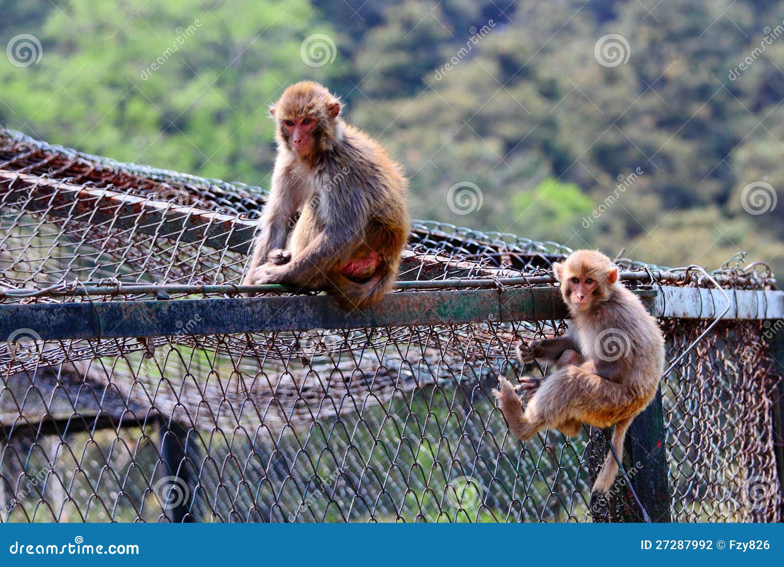 Two Monkeys stock photo. Image of animal, sociality, wildlife - 27287992