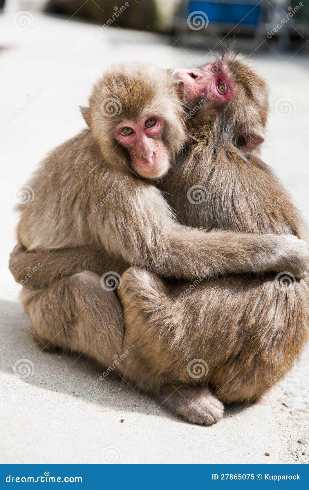 Two monkeys stock image. Image of beasts, little, asian - 27865075