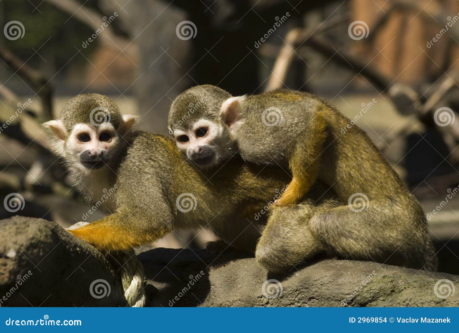 Two monkeys stock photo. Image of nature, furry, hanging - 2969854