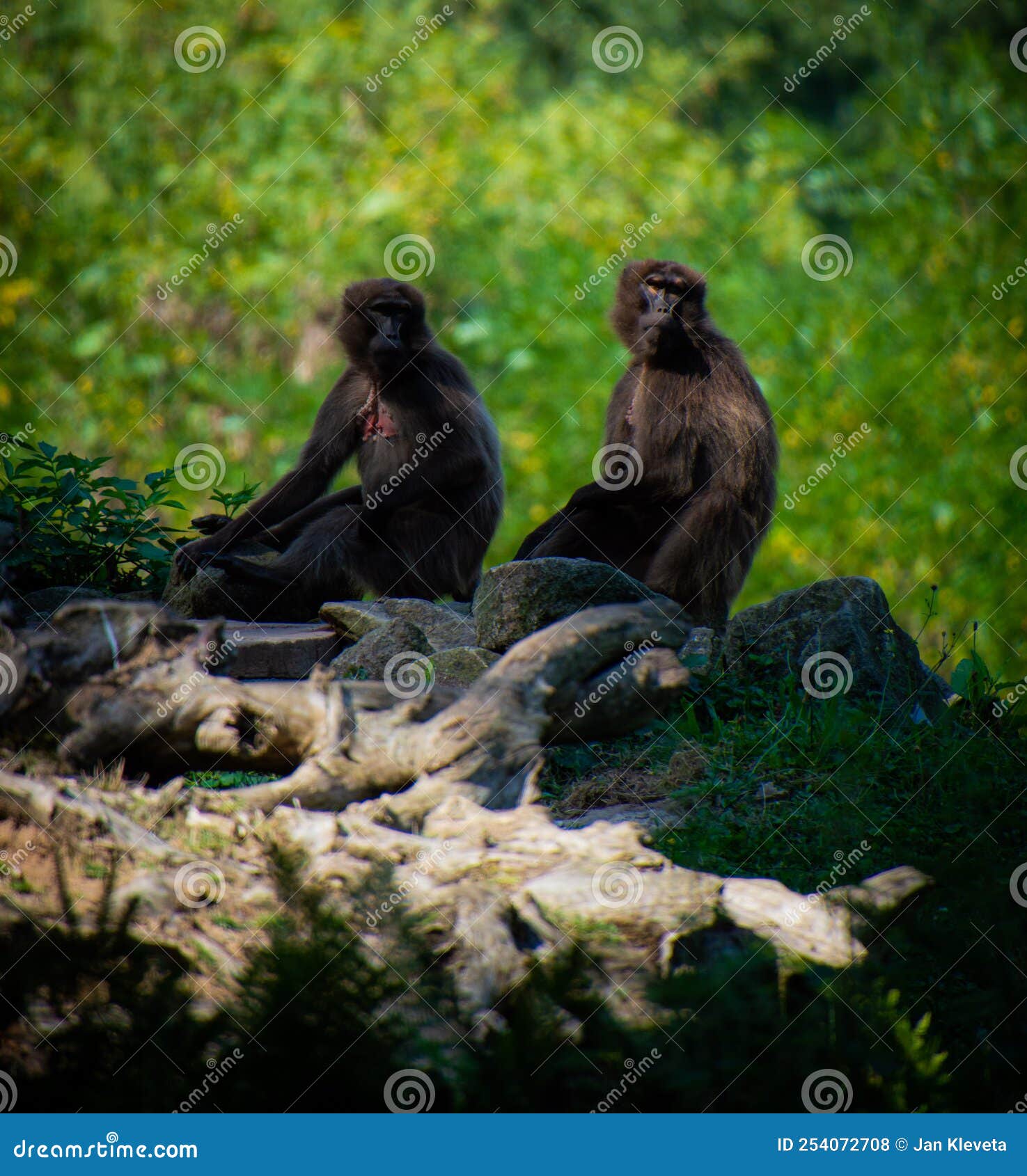 Two monkeys apes stock photo. Image of tree, mammal - 254072708