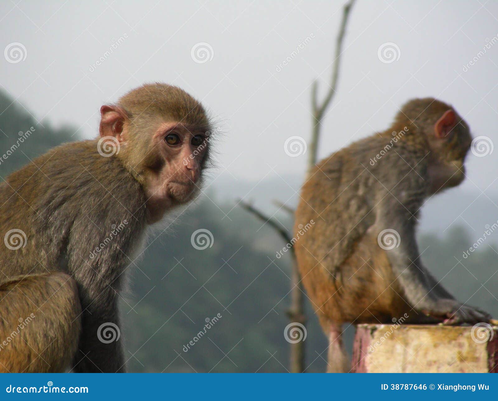 Two monkeys stock photo. Image of china, face, monkeys - 38787646