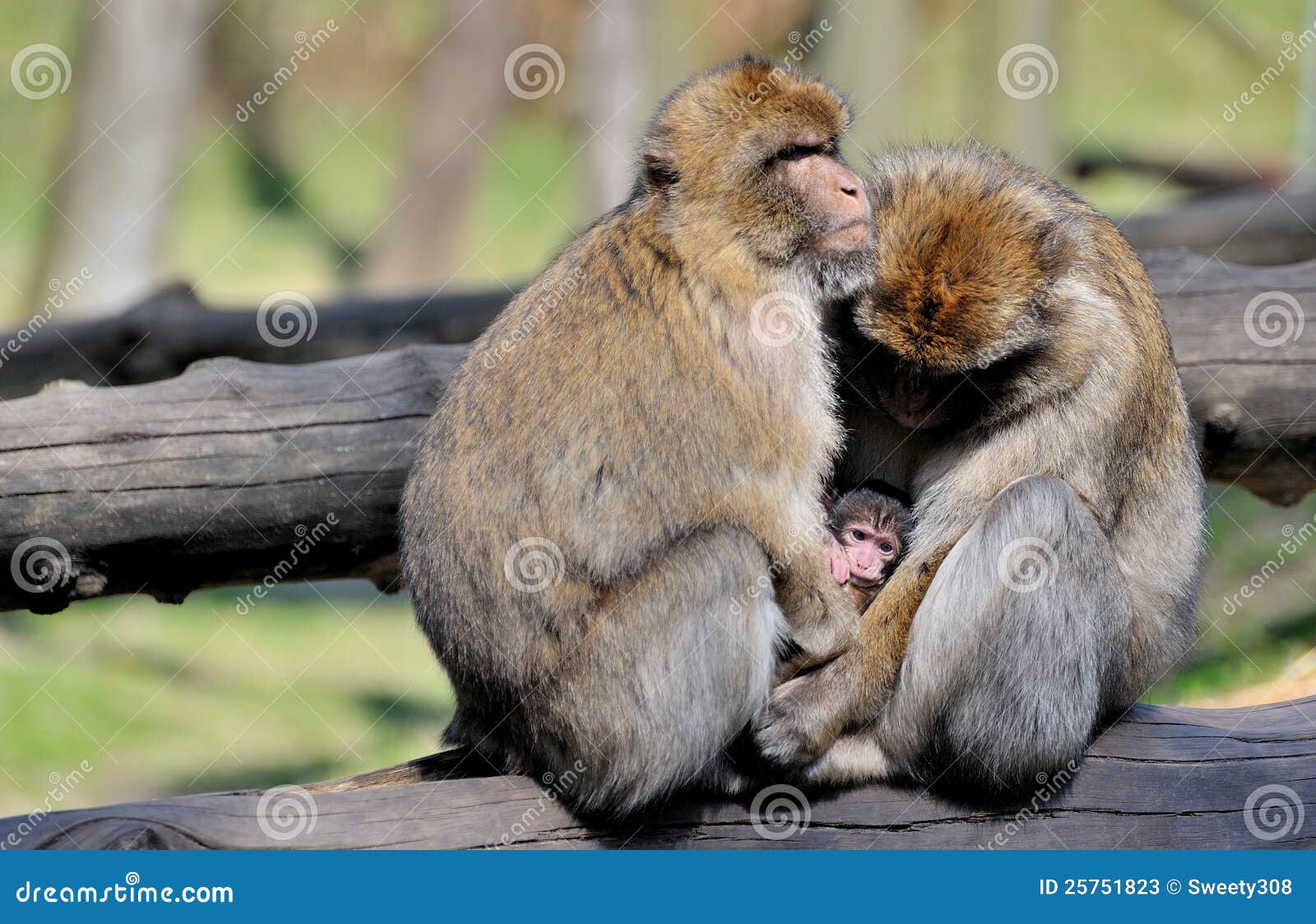 Two monkeys with baby stock image. Image of details, mammals - 25751823