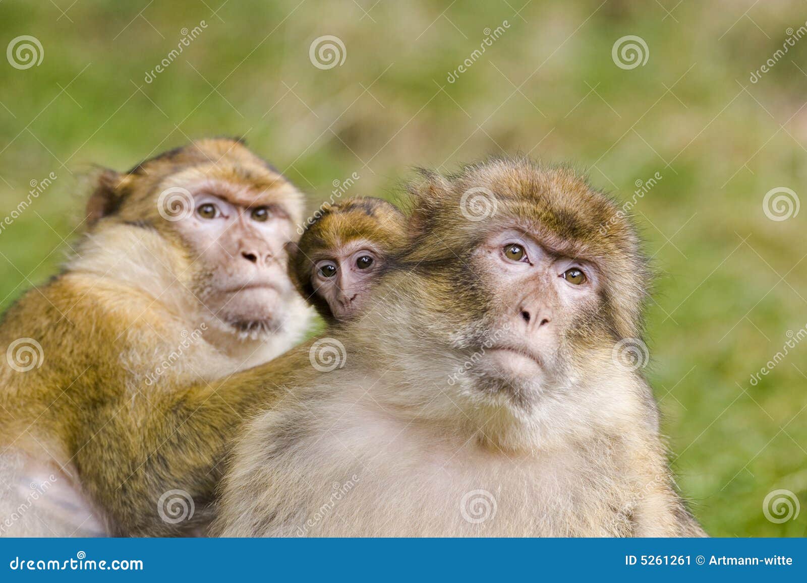 Two monkeys with baby stock image. Image of barbary, monkeys - 5261261
