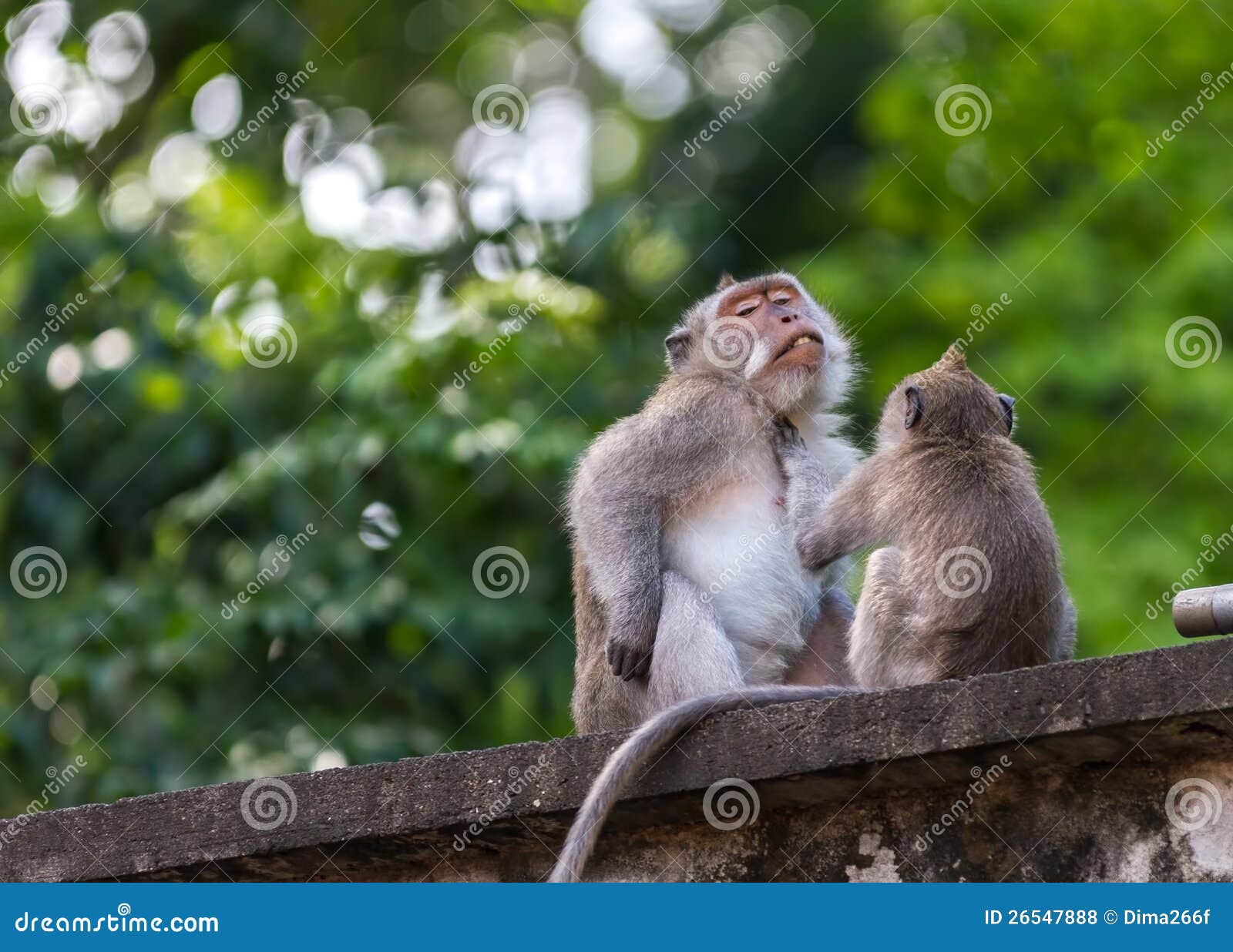 Two Monkeys in Bali Ubud Forest Stock Photo - Image of bali, primate ...