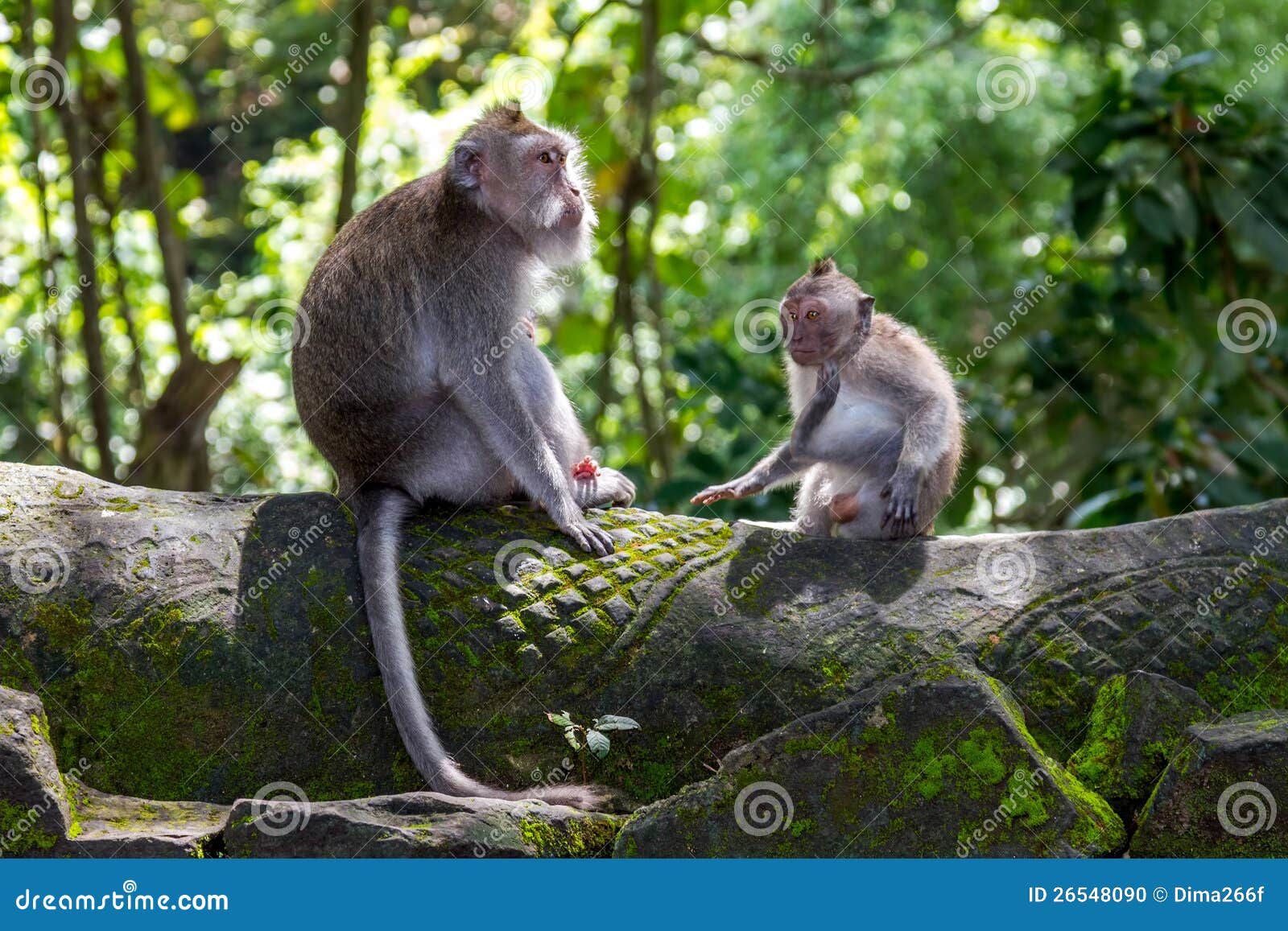 Two Monkeys in Bali Ubud Forest Stock Photo - Image of relationship ...