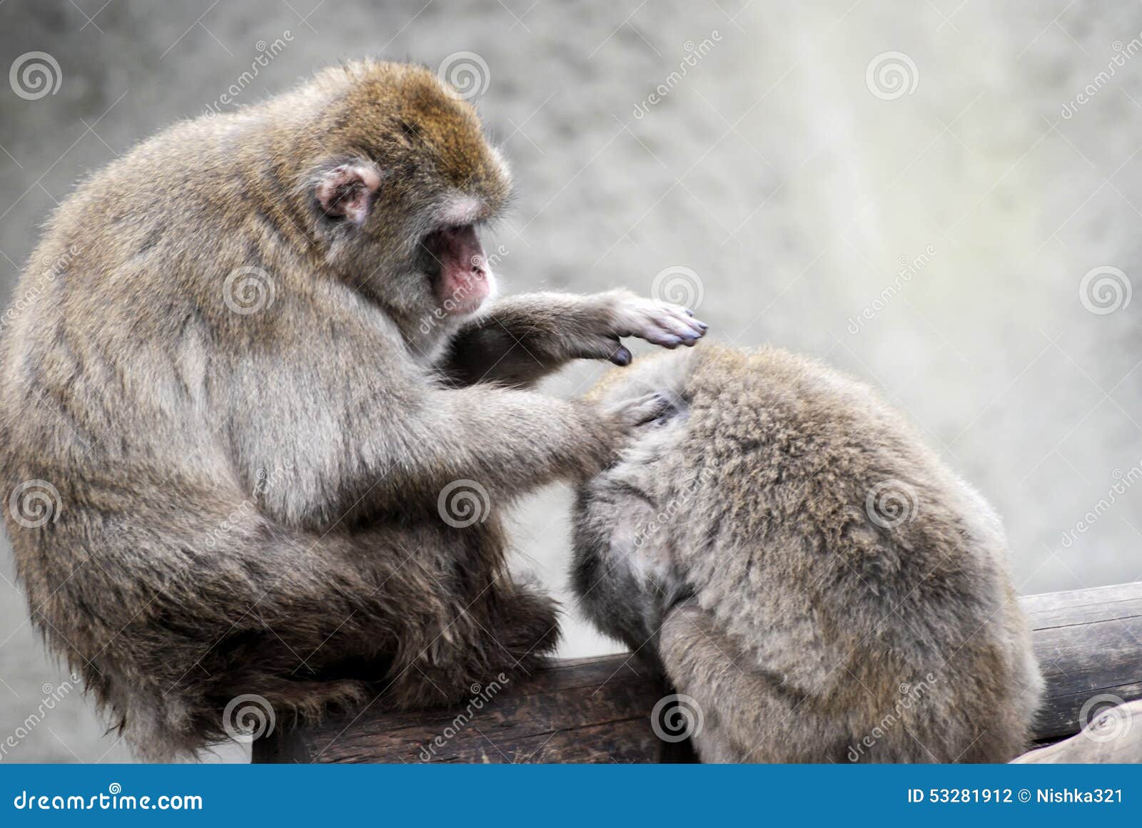 Two monkeys stock photo. Image of green, monkey, nose - 53281912