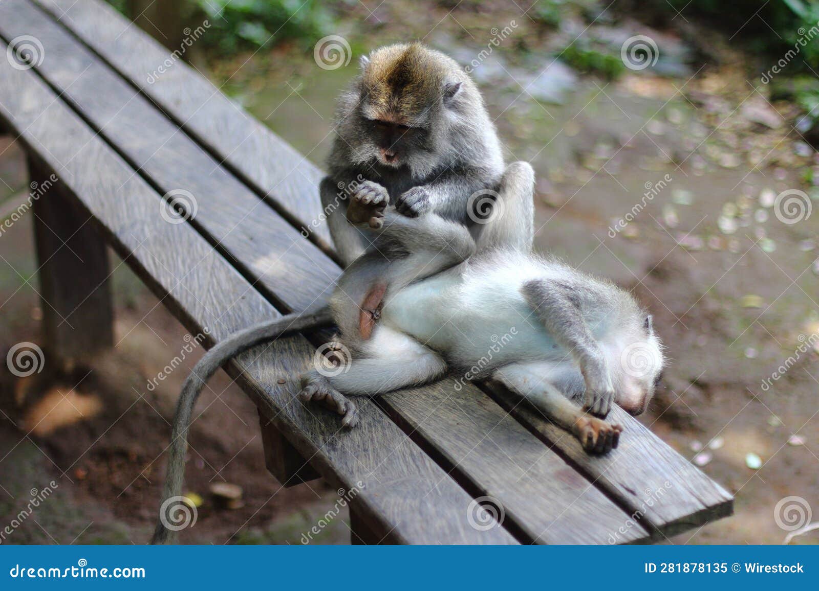 Monkeys on a Bench in Ubud, Bali, Indonesia Stock Image - Image of ...
