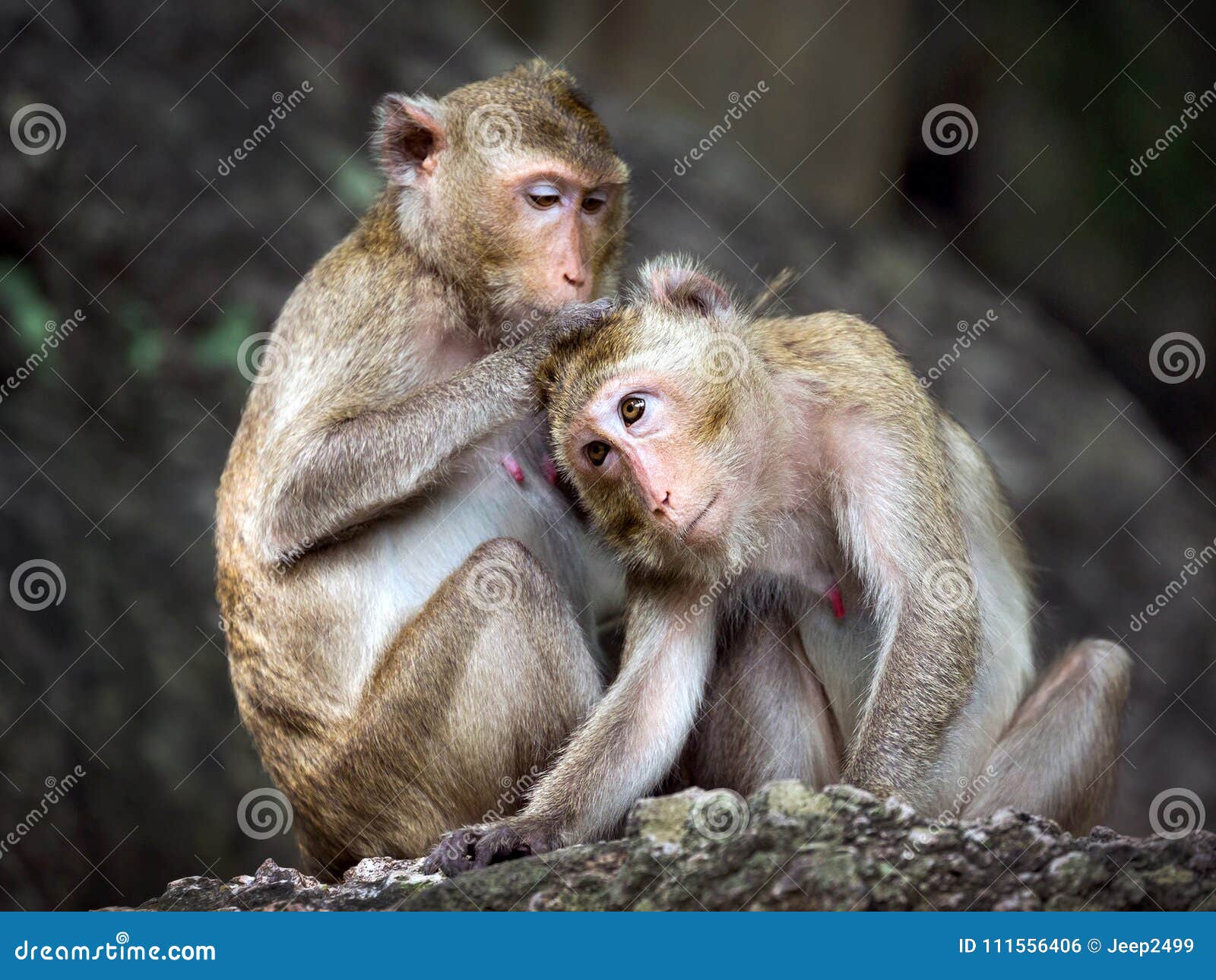 Family of Monkeys in the Forest Stock Photo - Image of monkeys, nature ...