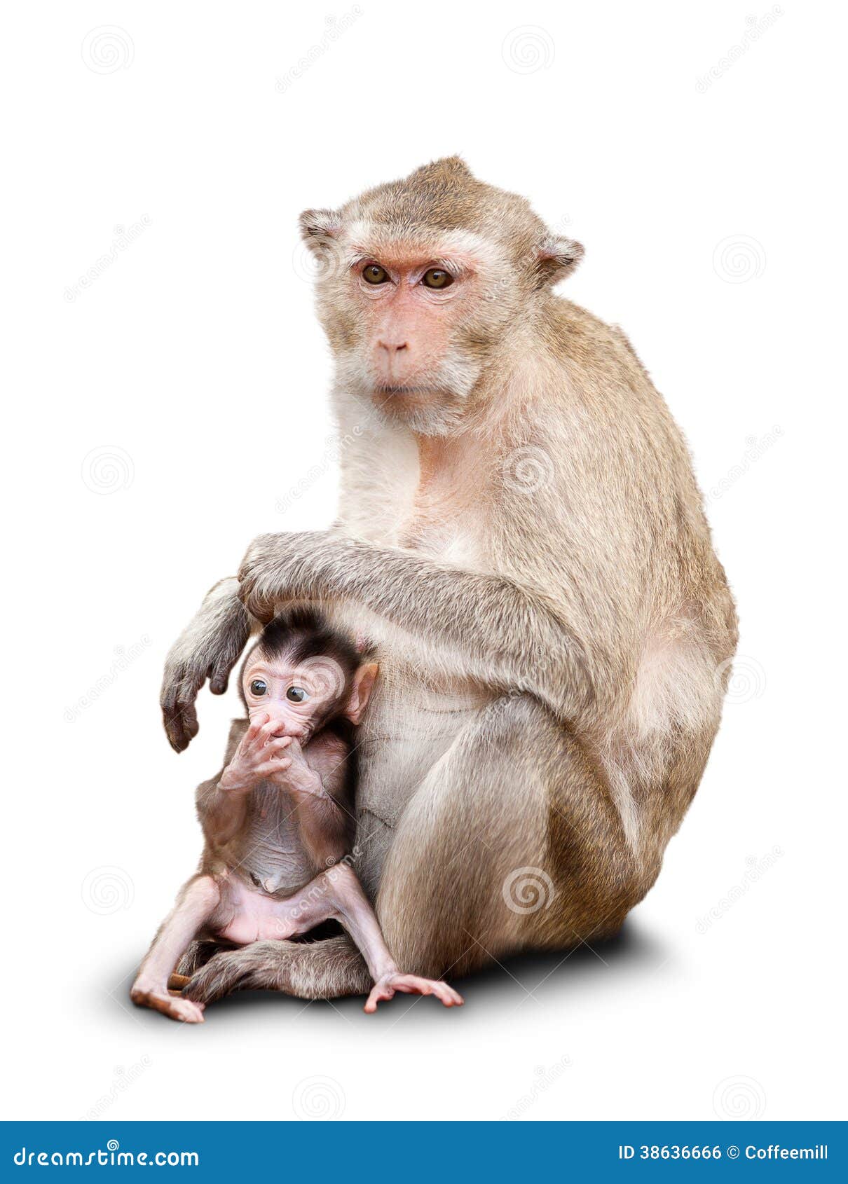 Two monkeys stock photo. Image of natural, infant, child - 38636666