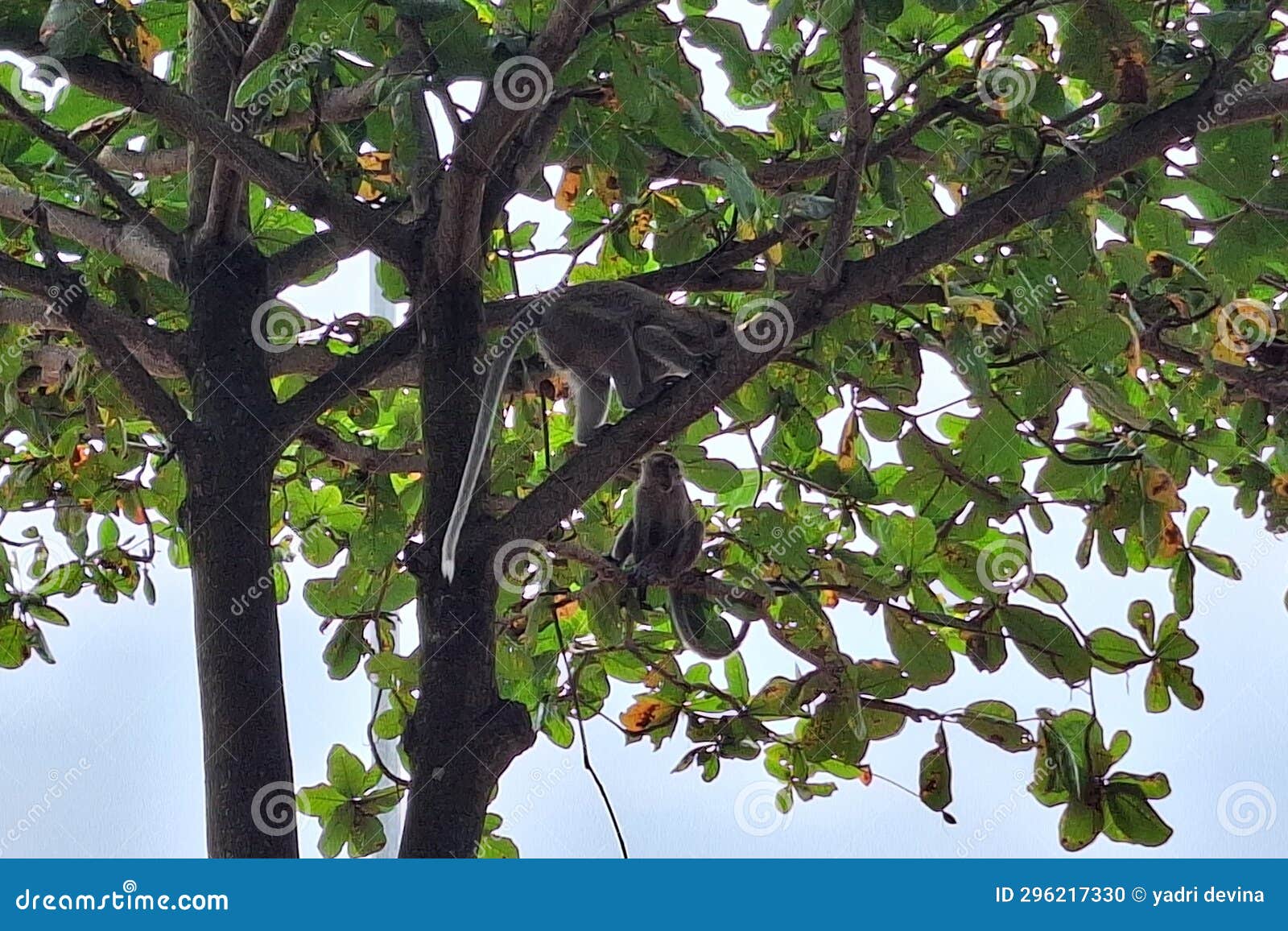 Two Monkeys Climbing the Tree in the Park Stock Photo - Image of park ...