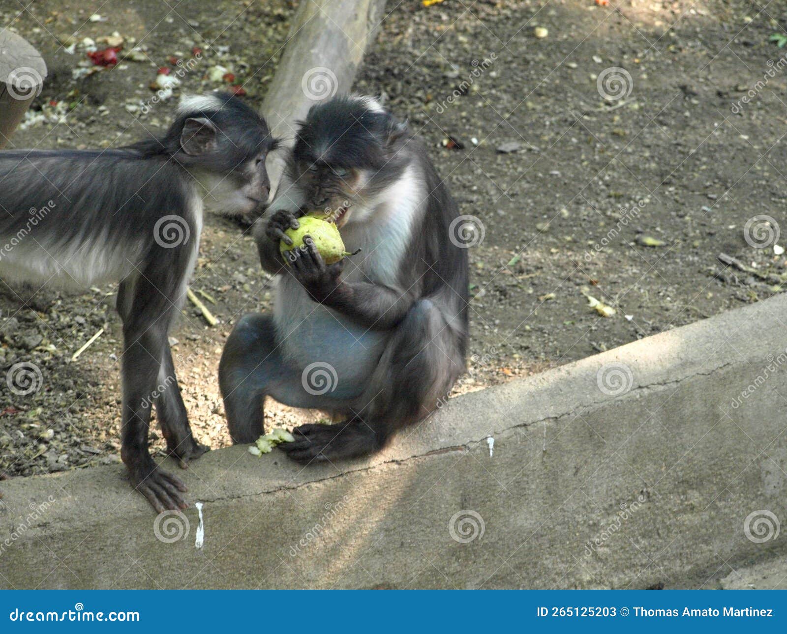 Two monkeys eating a apple stock image. Image of wildlife - 265125203