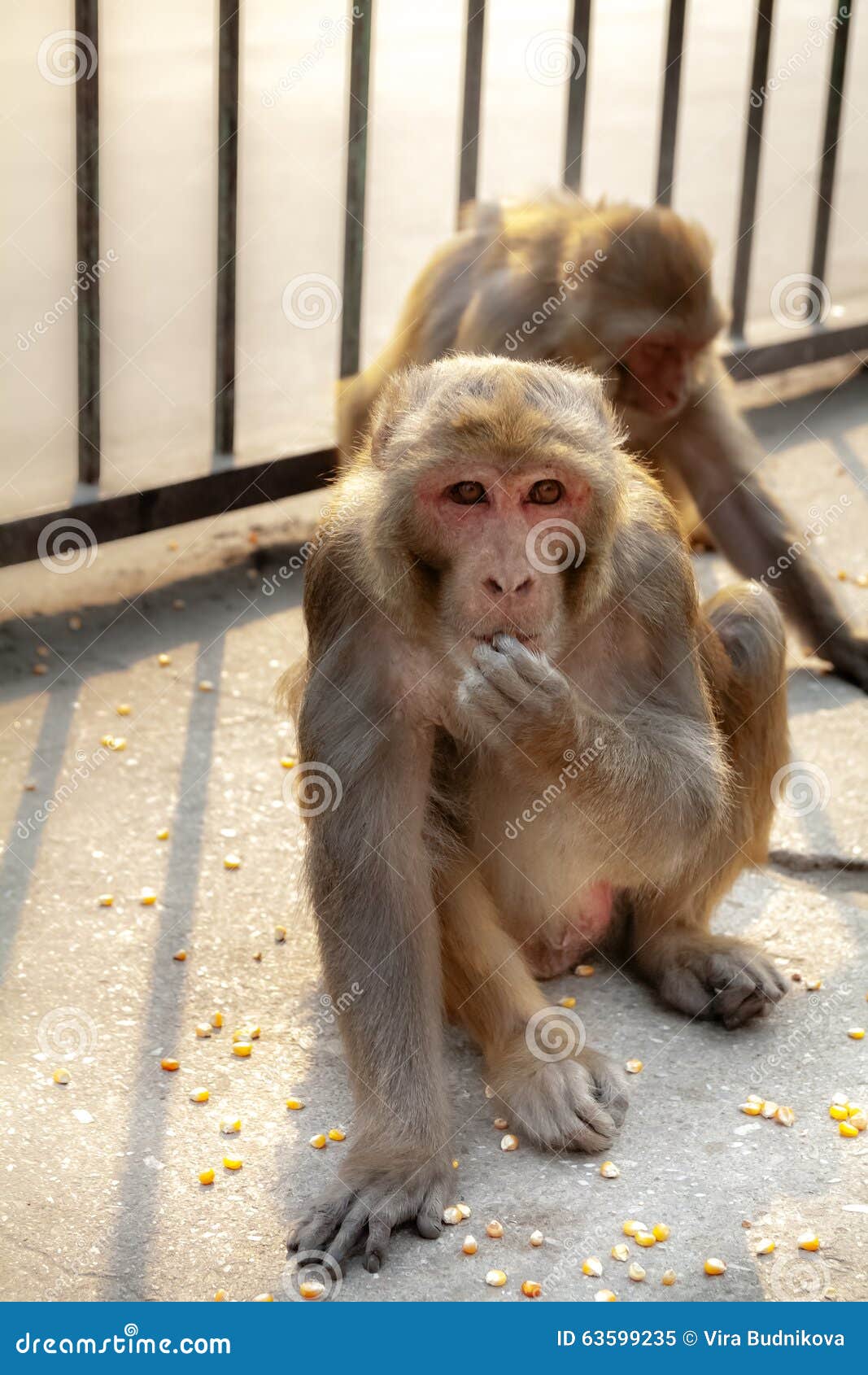 Two monkeys eating corn. stock image. Image of look, looking - 63599235
