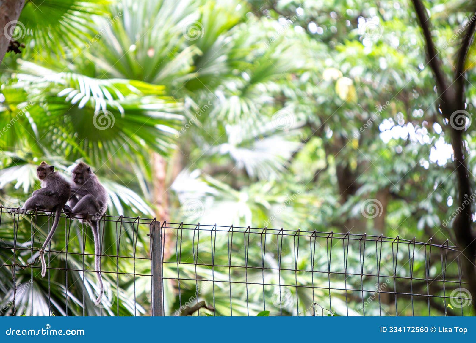 Two monkeys on a fence stock photo. Image of primates - 334172560