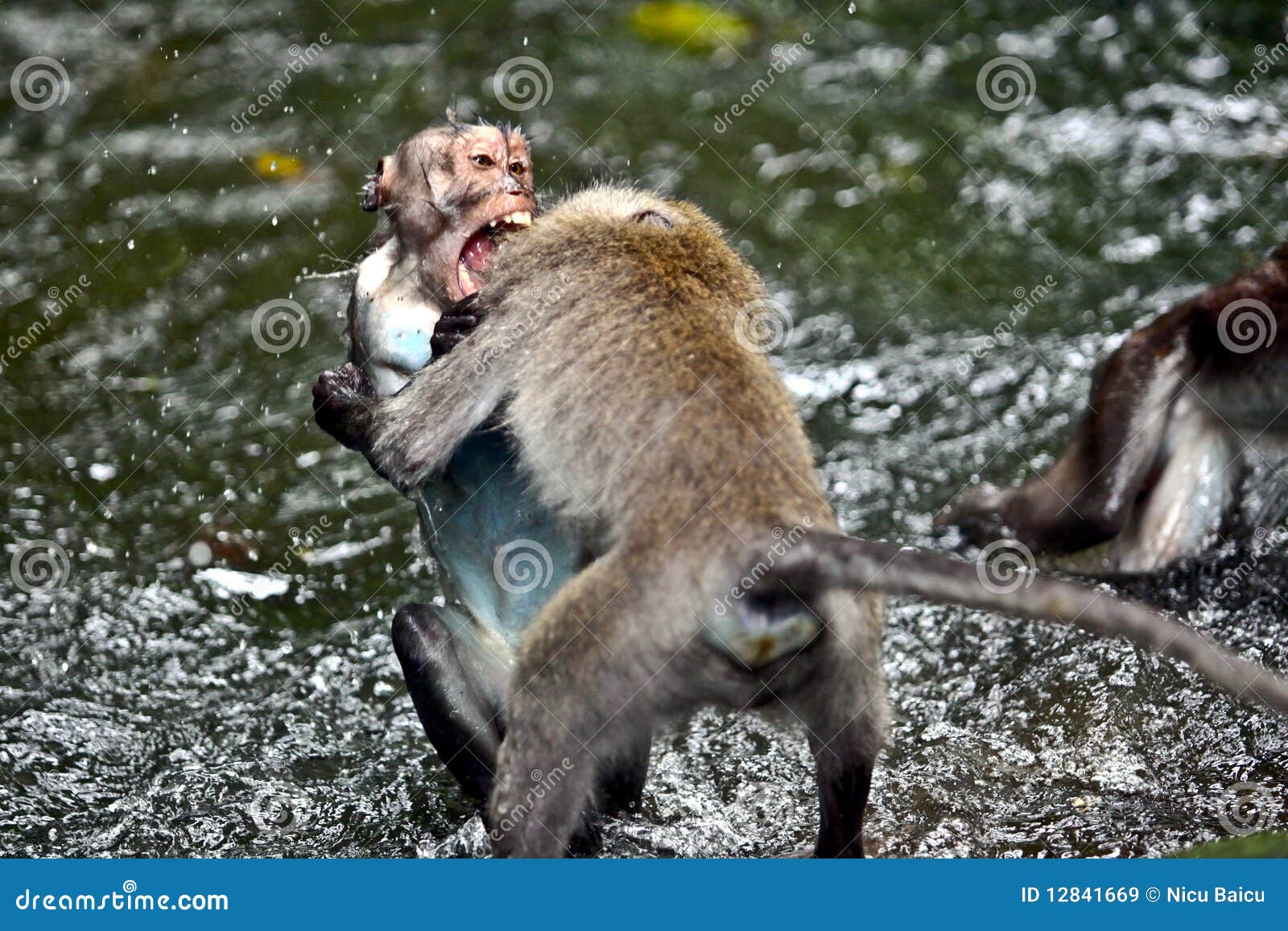 Fighting Macaque Monkeys, Da Nang, Vietnam Stock Photography ...
