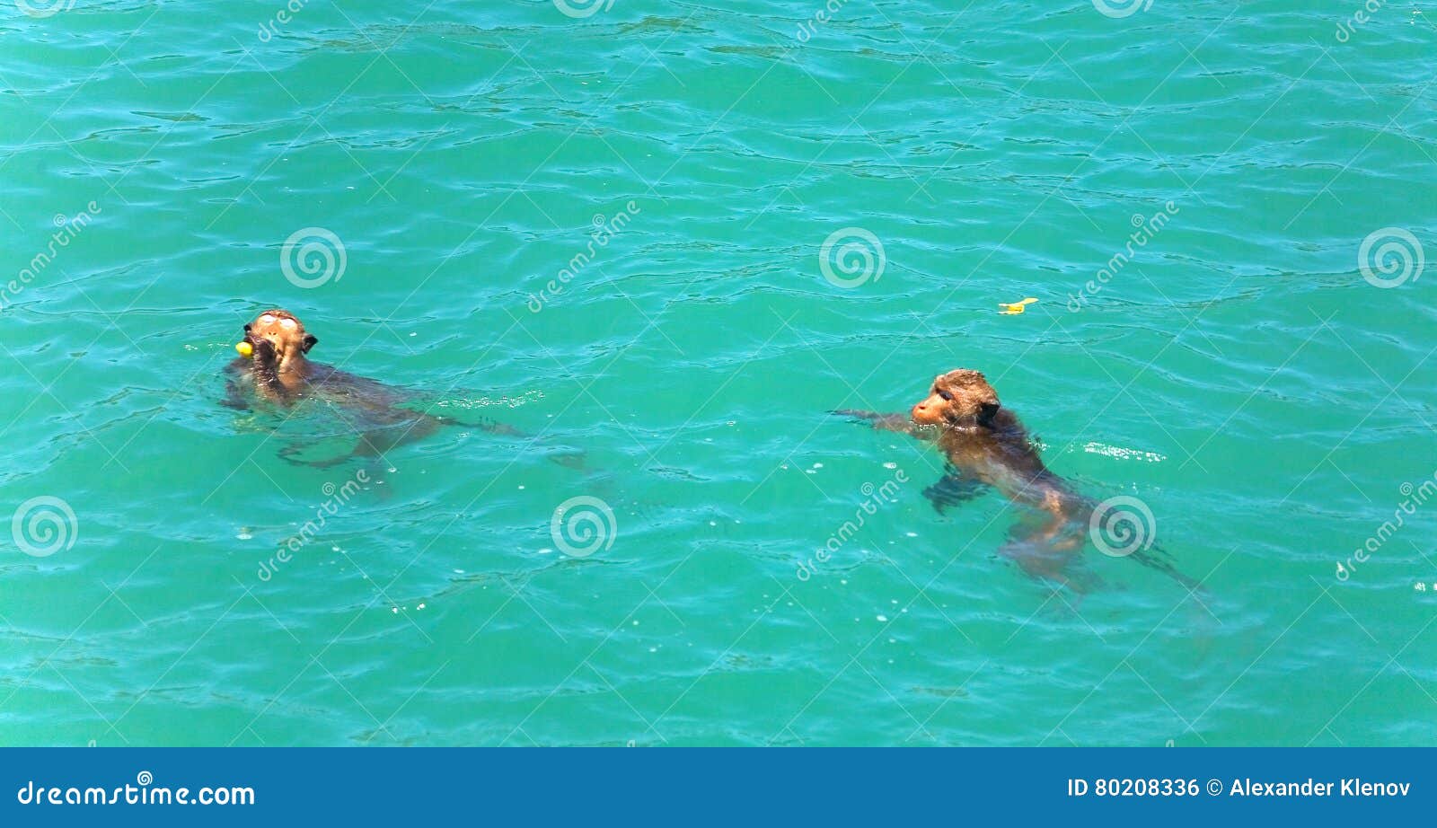 Two monkeys stock photo. Image of water, floating, color - 80208336
