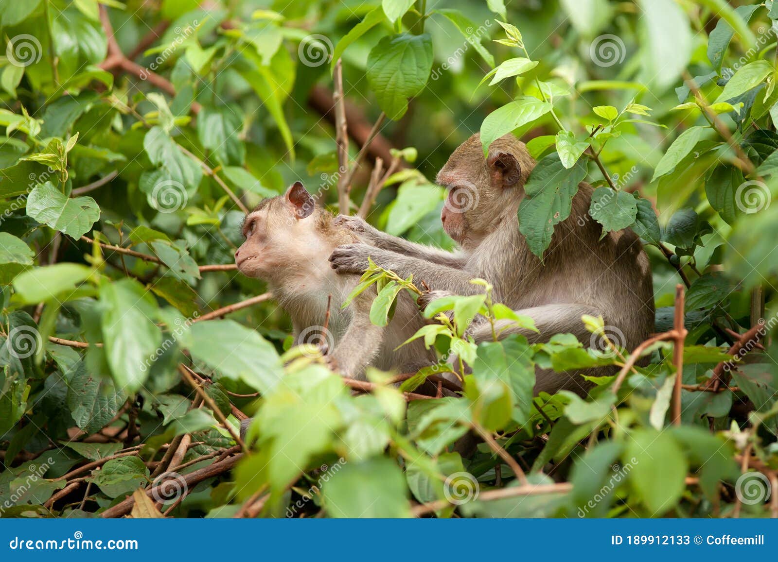 Two monkeys in foliage stock image. Image of sits, comb - 189912133