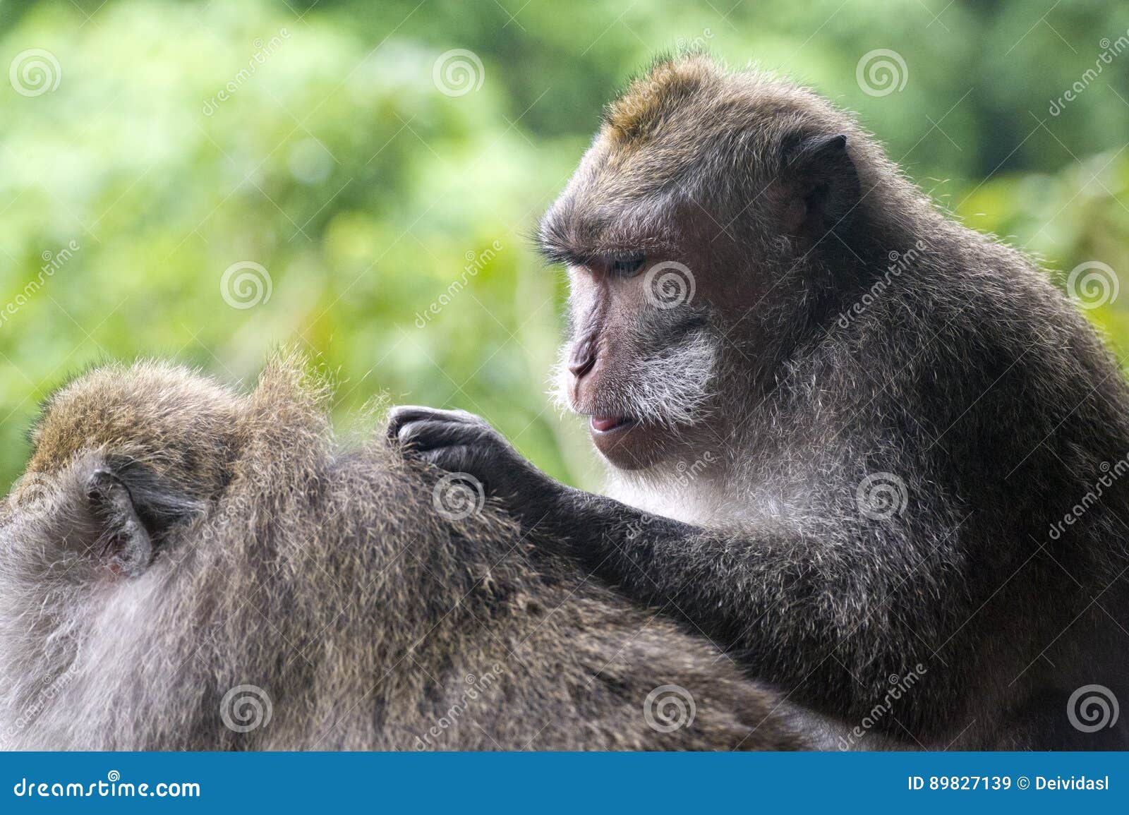 Two Monkeys in Forest in Bali Stock Image - Image of care, trees: 89827139