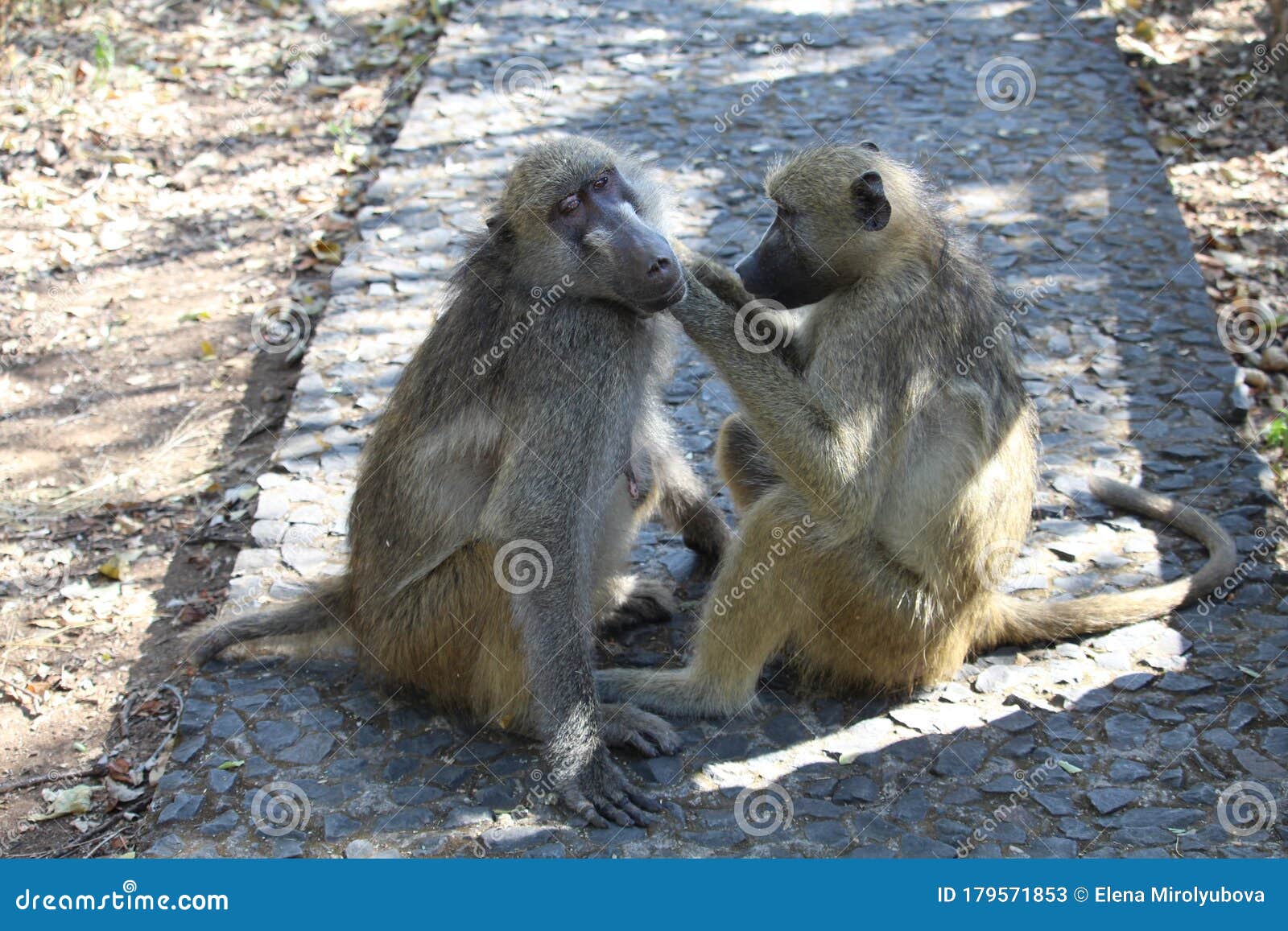 Two Monkeys in the Forest Path Stock Image - Image of wild, monkey ...