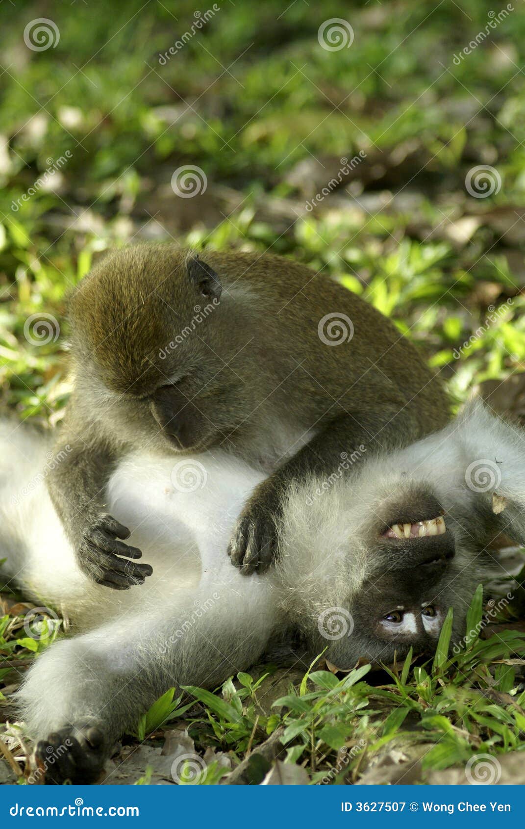 Two monkeys grooming stock image. Image of lying, furry - 3627507