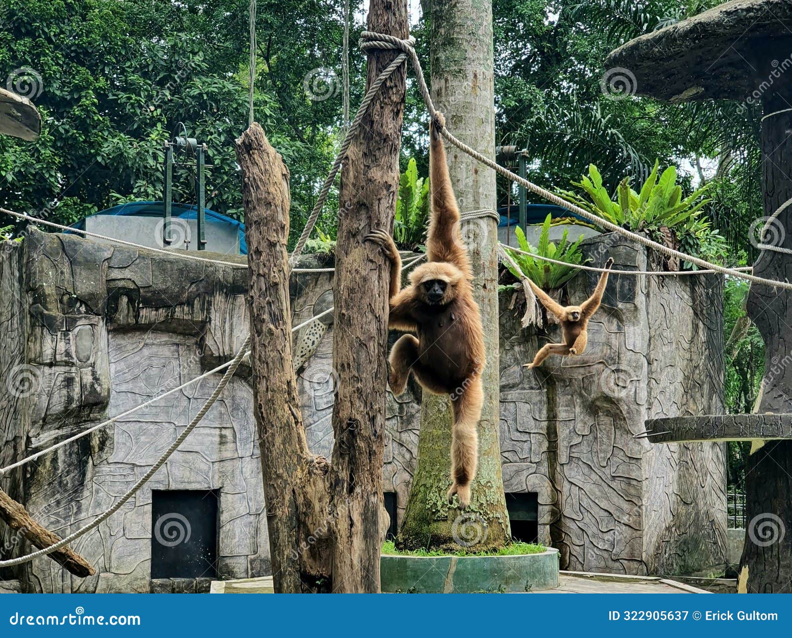 Two Monkeys are Hanging Around Stock Image - Image of rope, hang: 322905637