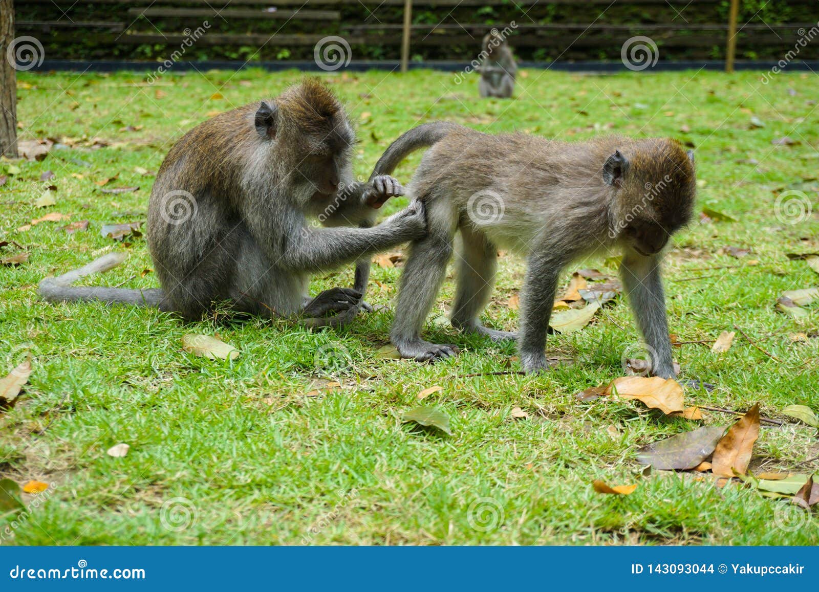 Two Monkeys Helps To Get Rid of Fleas To Another, Bali Stock Photo ...