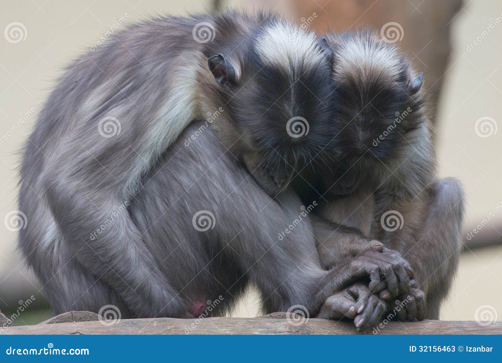 Two Monkeys while Holding Their Hands Stock Image - Image of young ...