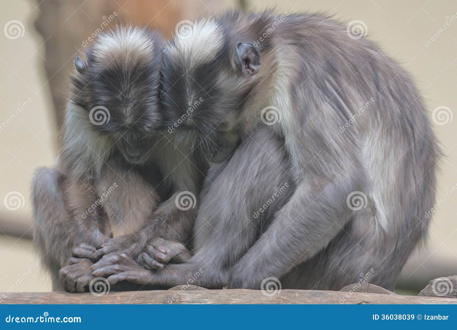 Monkeys Holding Hands