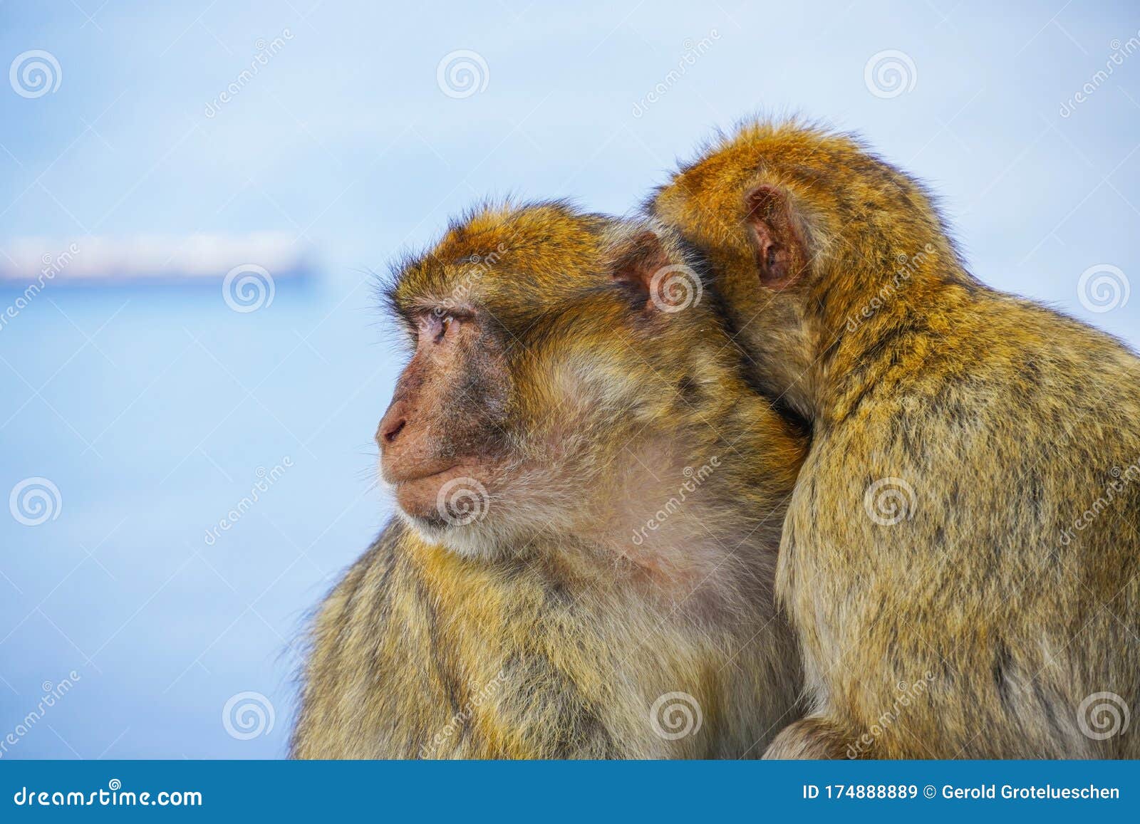 Two Monkeys Hug, Strait of Gibraltar, Spain. with Selective Focus Stock ...