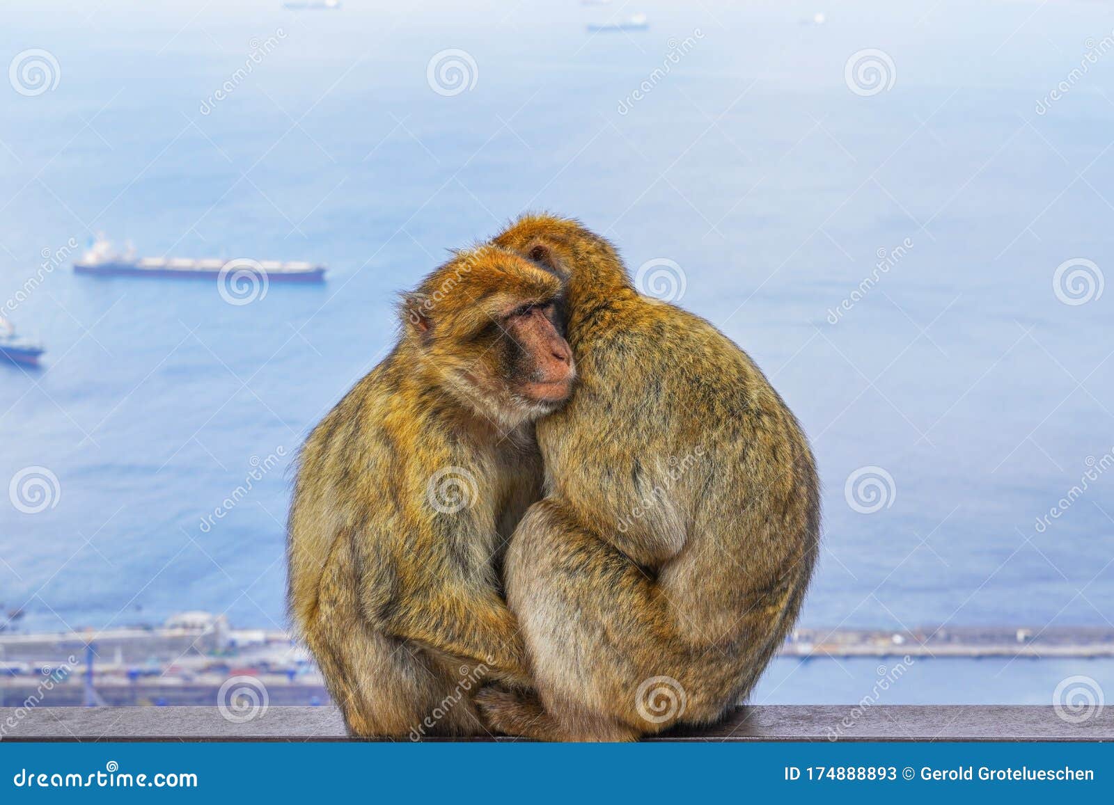 Two Monkeys Hug, Strait of Gibraltar, Spain. with Selective Focus Stock ...