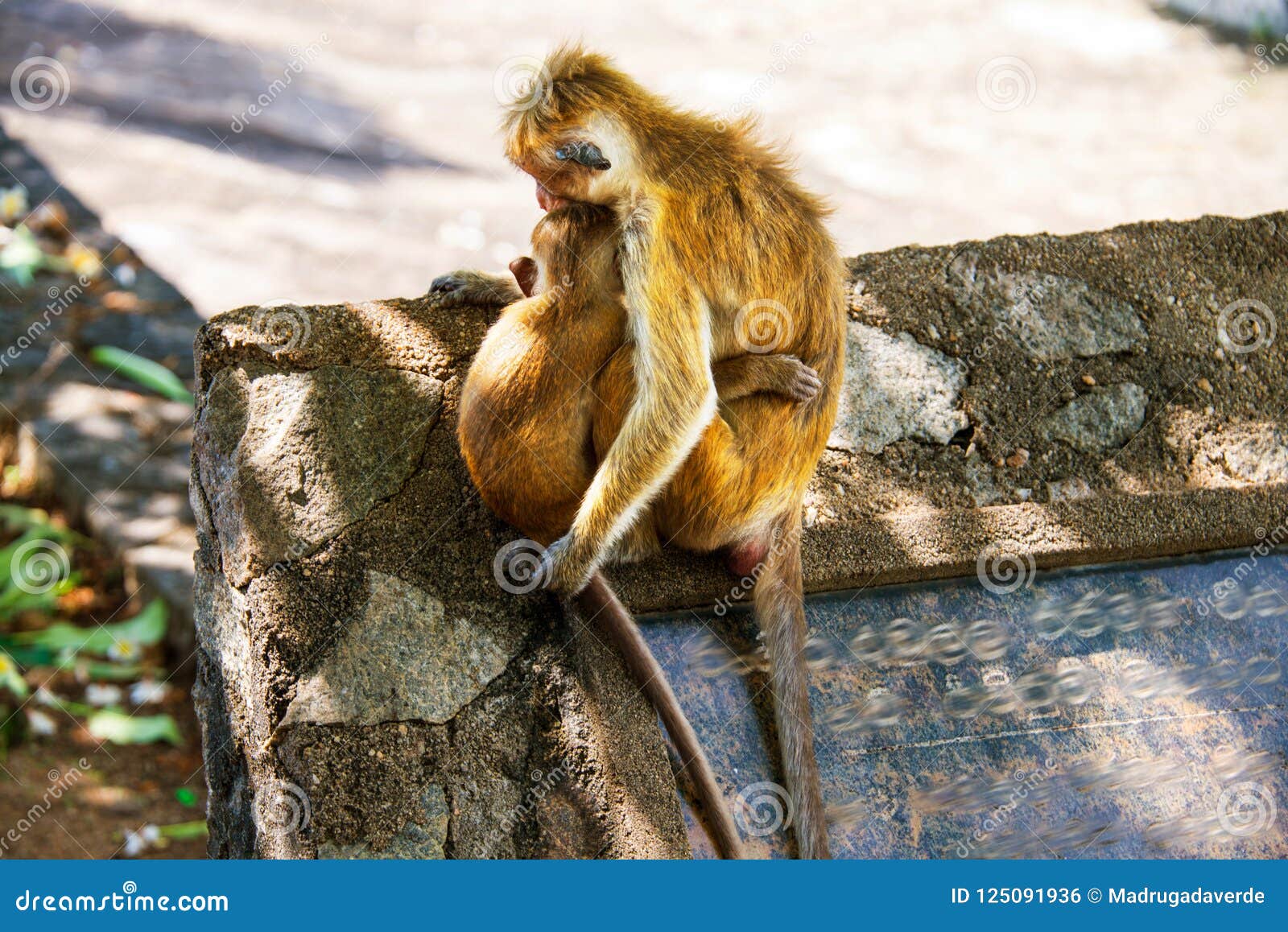 Two Monkeys Hugging Each Other in Sri Lanka Stock Photo - Image of ... Two Monkeys Hugging Each Other in Sri Lanka Stock Photo - Image of ...