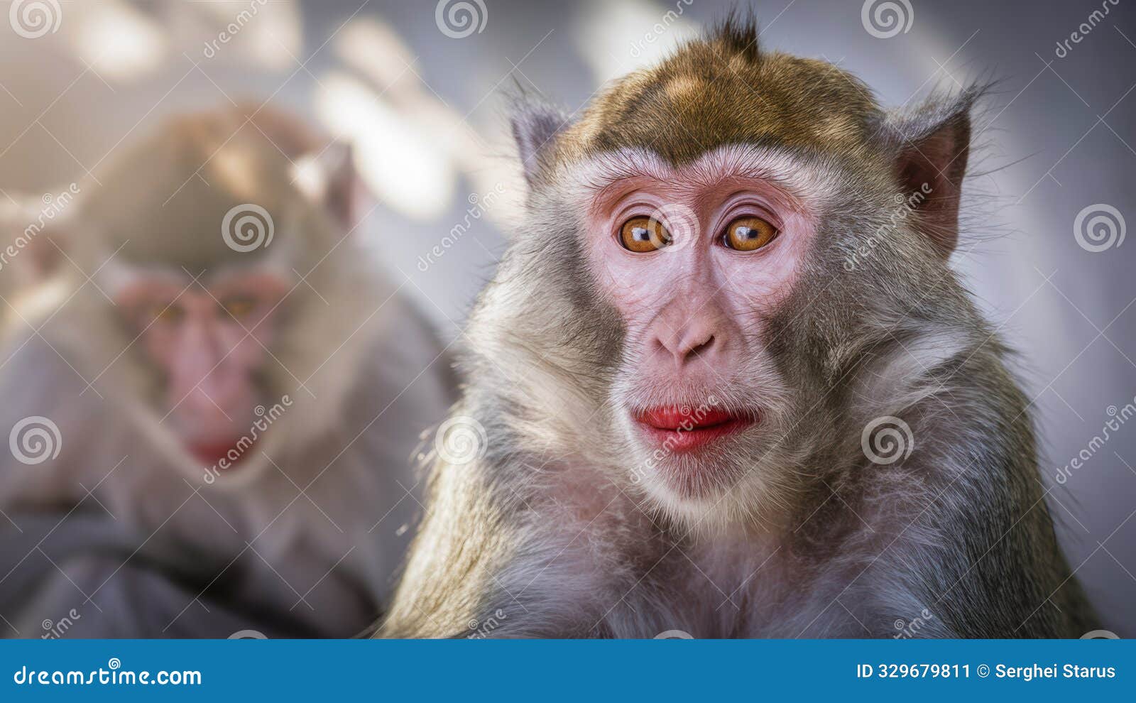 Two Monkeys are Looking at the Camera with One of Them Making a Funny ...