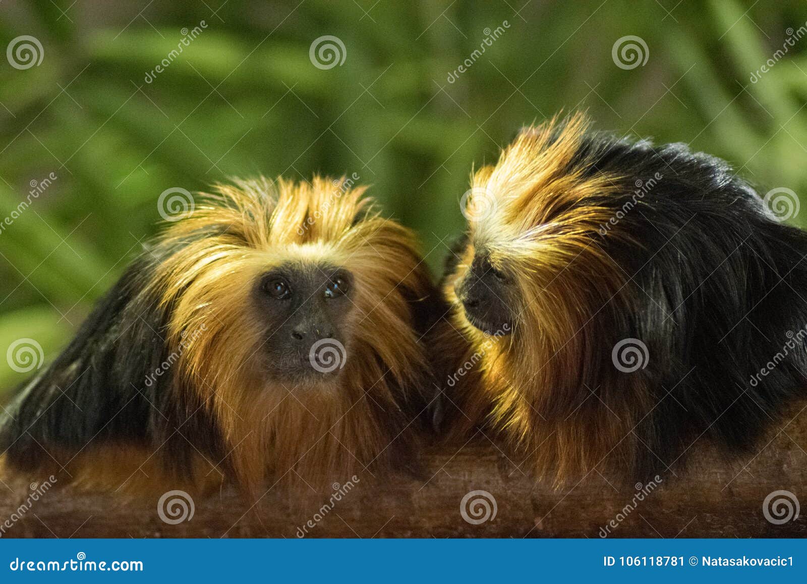 The Monkeys Are Looking For Lice For Each Other. Royalty-Free Stock ...