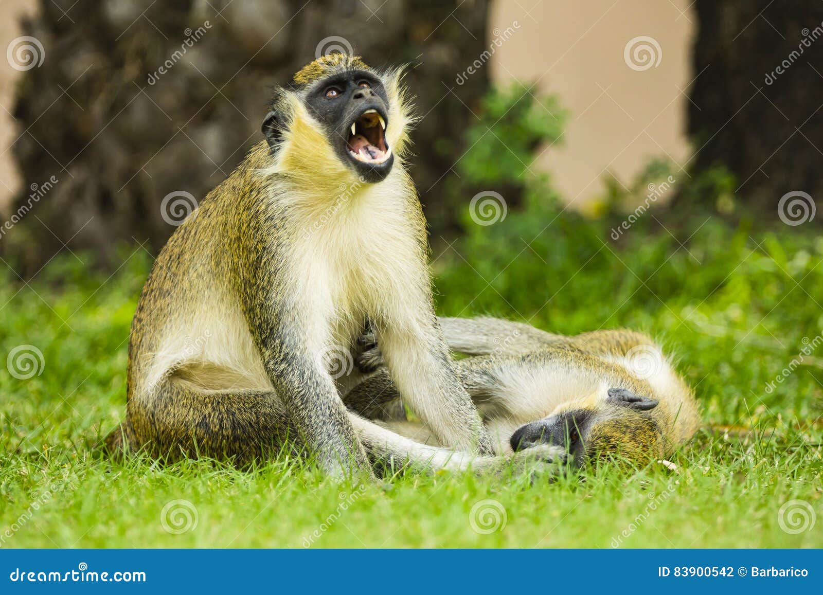 Two Monkeys, One Screaming, One Lying in the Grass Stock Photo - Image ...