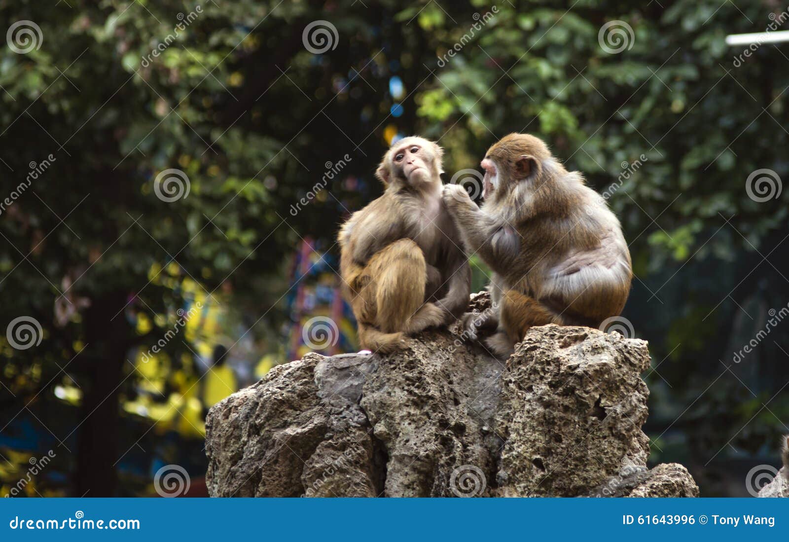 Two monkeys. stock photo. Image of monkeys, felling, hair - 61643996