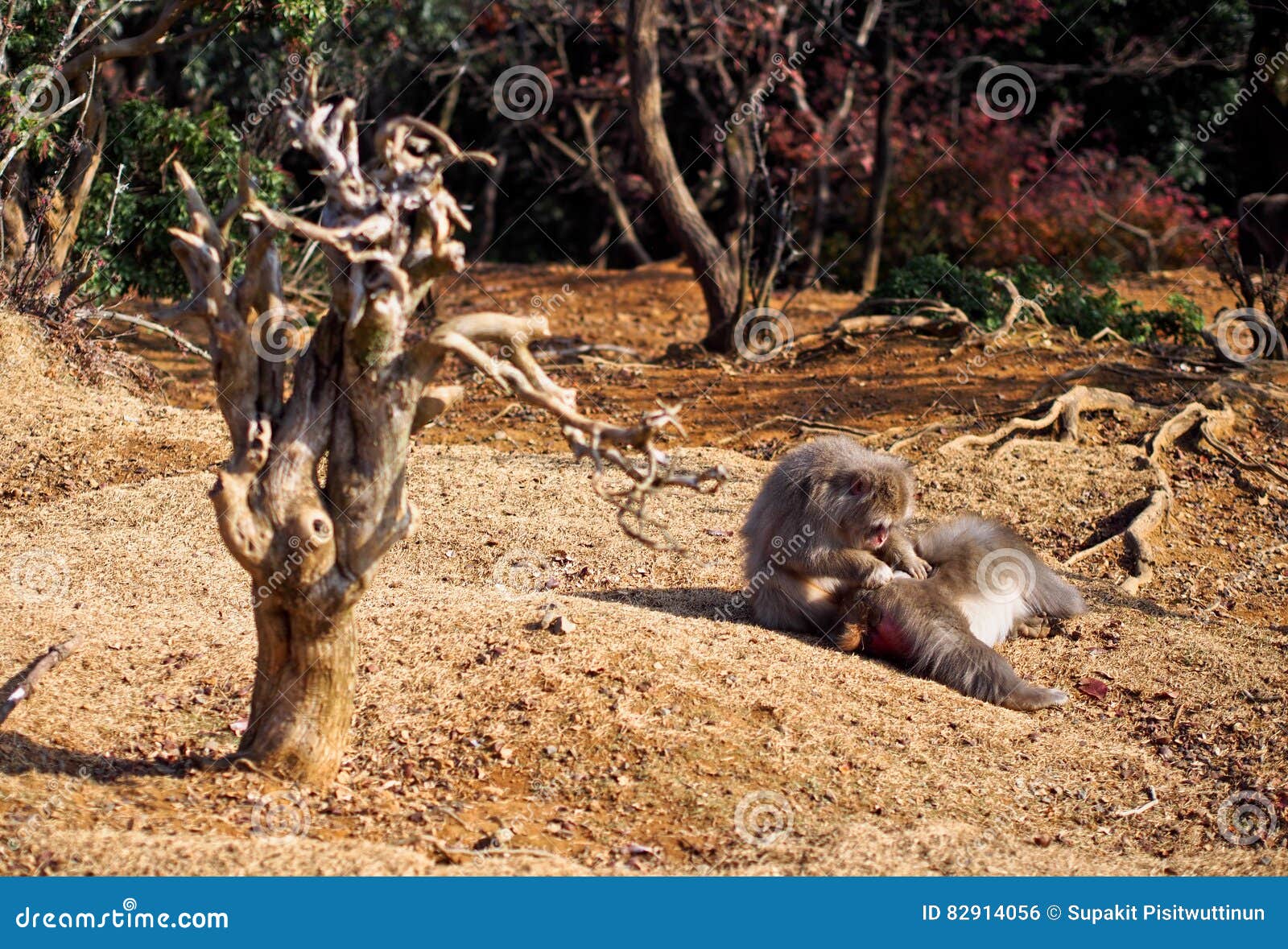 Two monkeys play together stock photo. Image of wildlife - 82914056