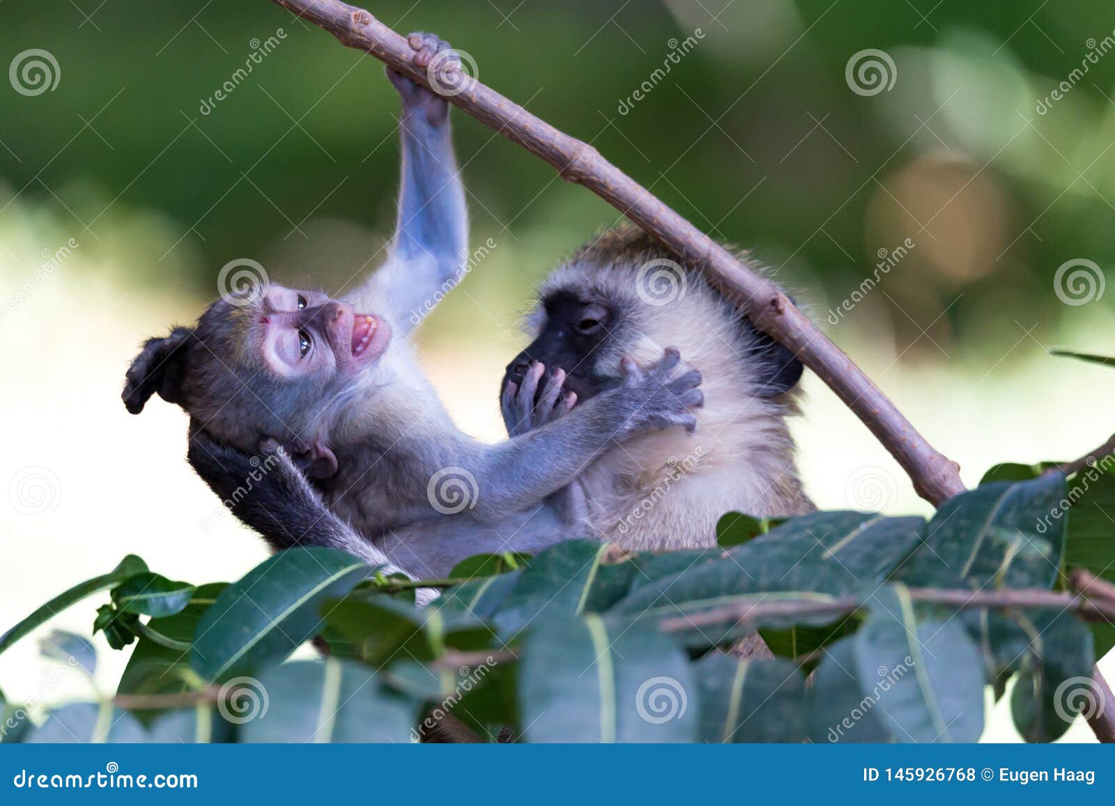 Two Monkeys Play Together on a Tree Stock Photo - Image of sunlight ...