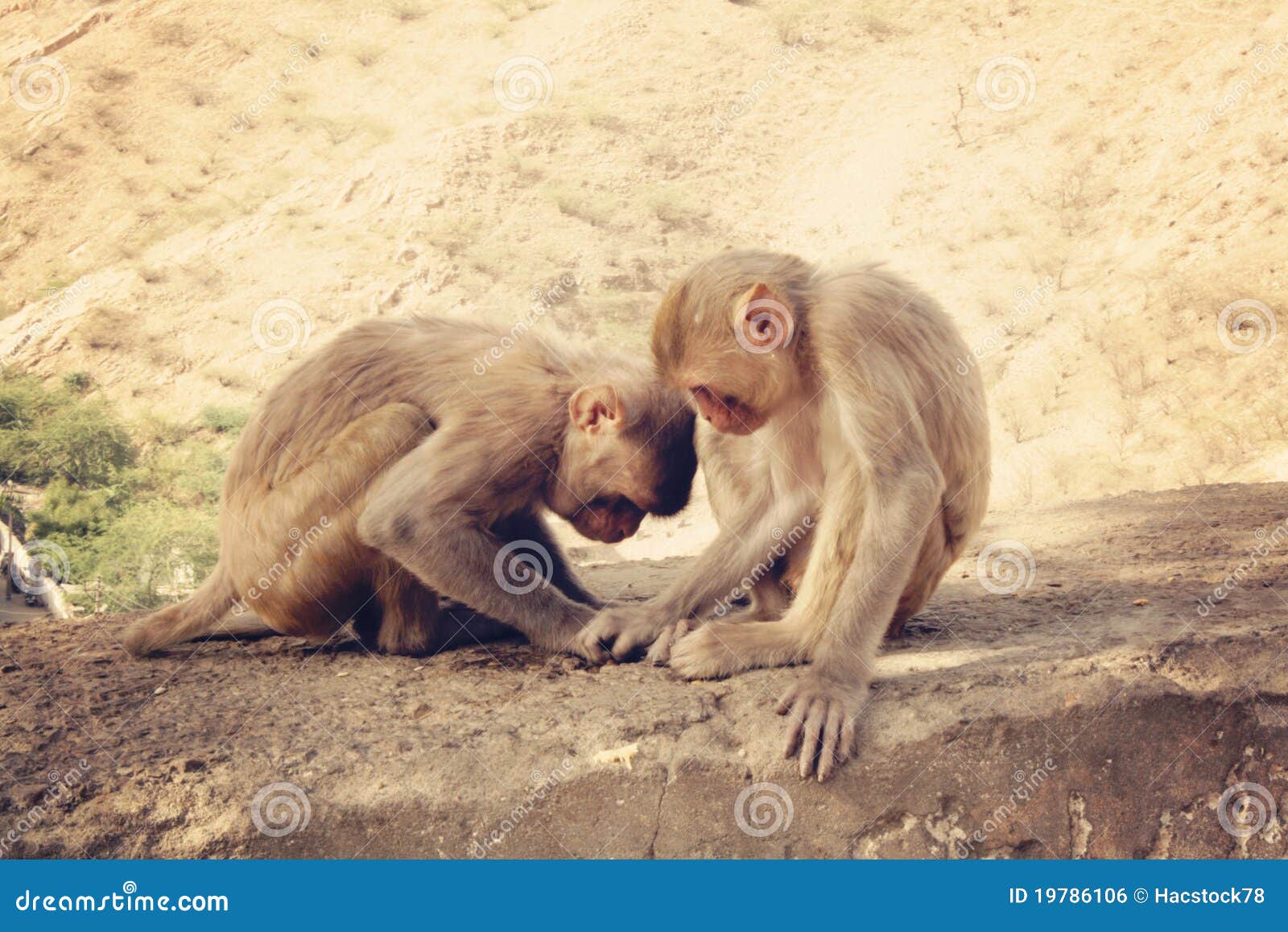 Two monkeys playing stock photo. Image of indian, hindu - 19786106
