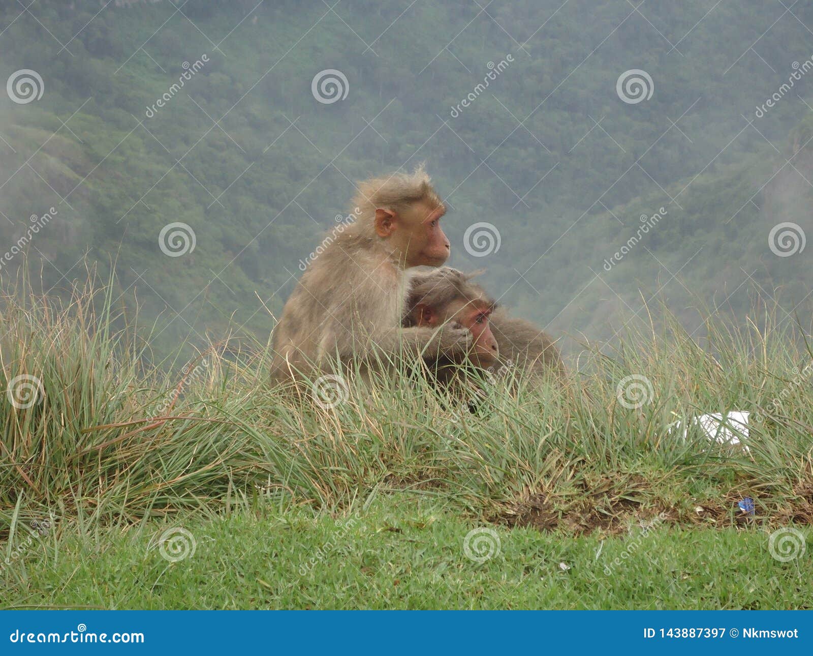 Two Monkeys Playing Around the Green Valley Stock Image - Image of ...