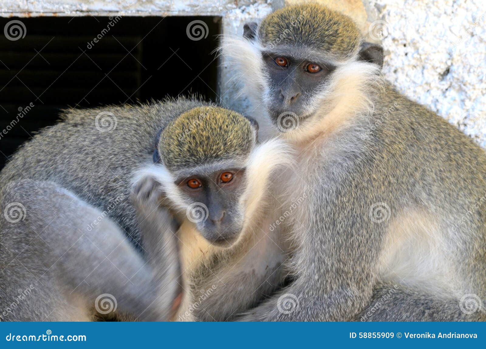 Two monkeys stock image. Image of monkey, life, friends - 58855909