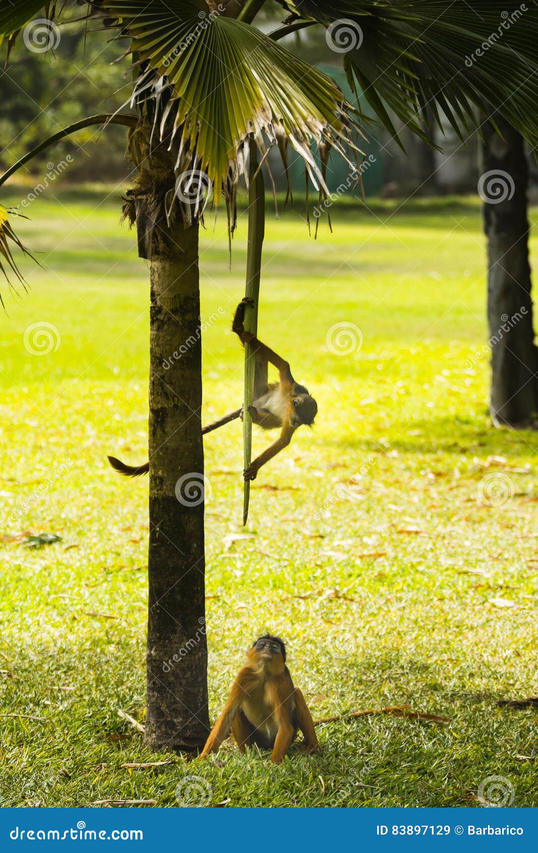 Two monkeys playing stock image. Image of fauna, colobus - 83897129