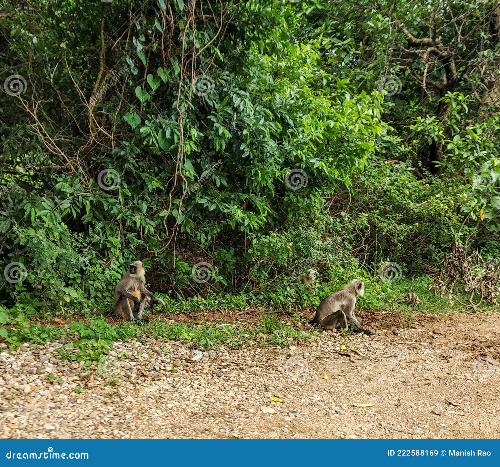 Two Monkeys are Playing Together Stock Image - Image of together ...