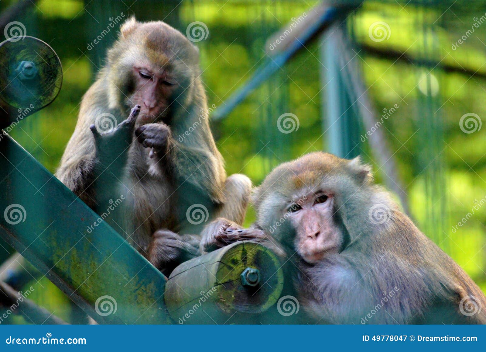 Two monkeys stock image. Image of monkey, maapy, bored - 49778047