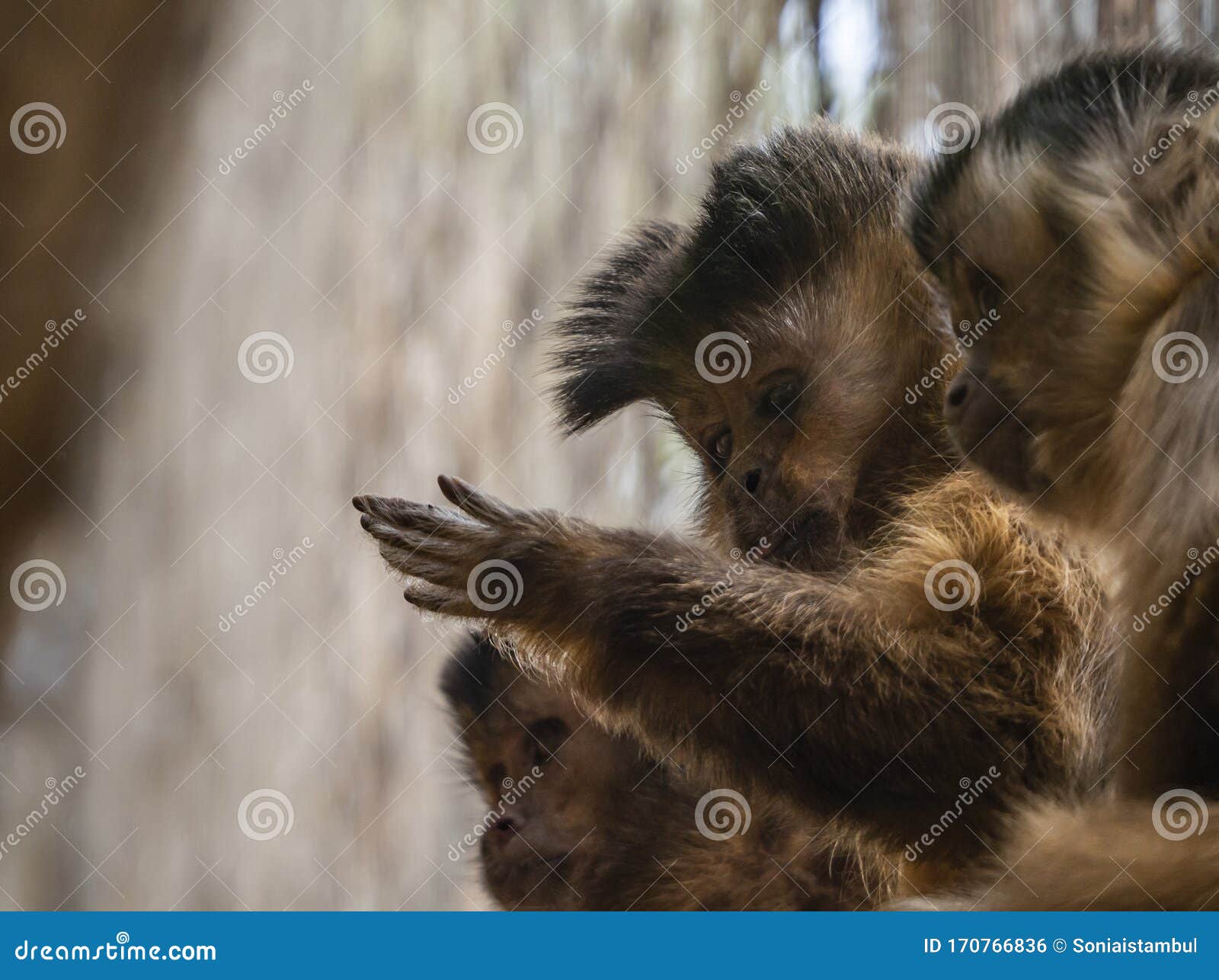 Two Monkeys Sapajus Libidinosus Stock Photo - Image of brazil ...