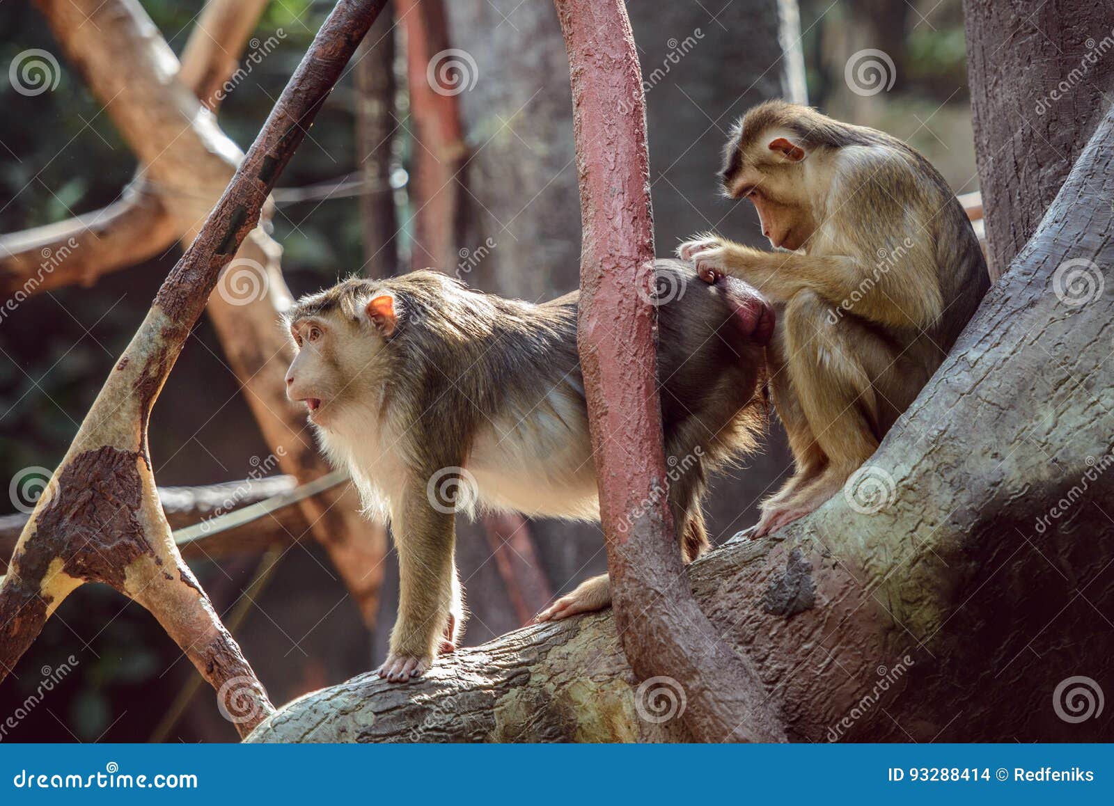 Two Monkeys Searching Fleas in Their Fur Stock Photo - Image of female ...