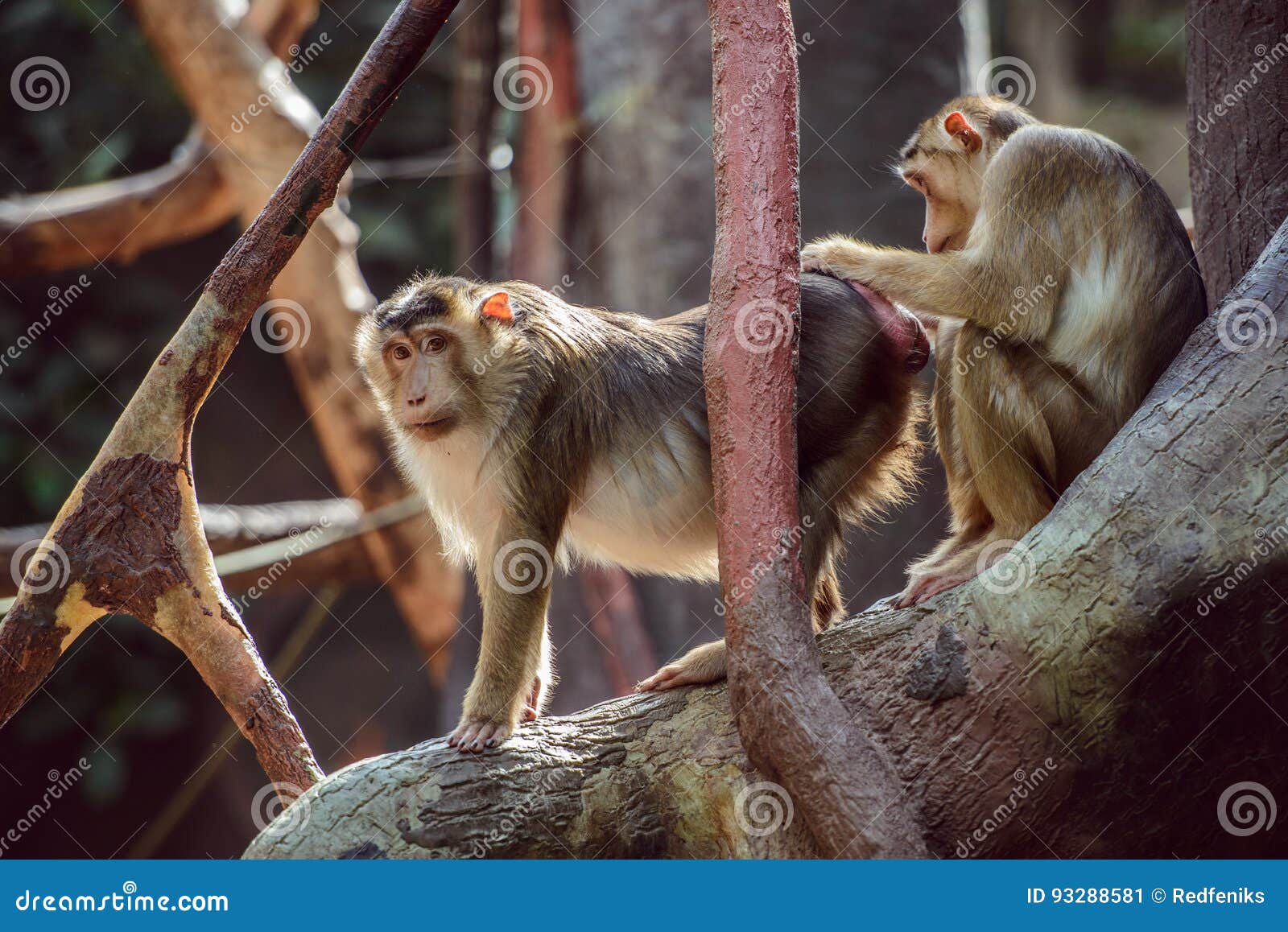 Two Monkeys Searching Fleas in Their Fur Stock Image - Image of stone ...
