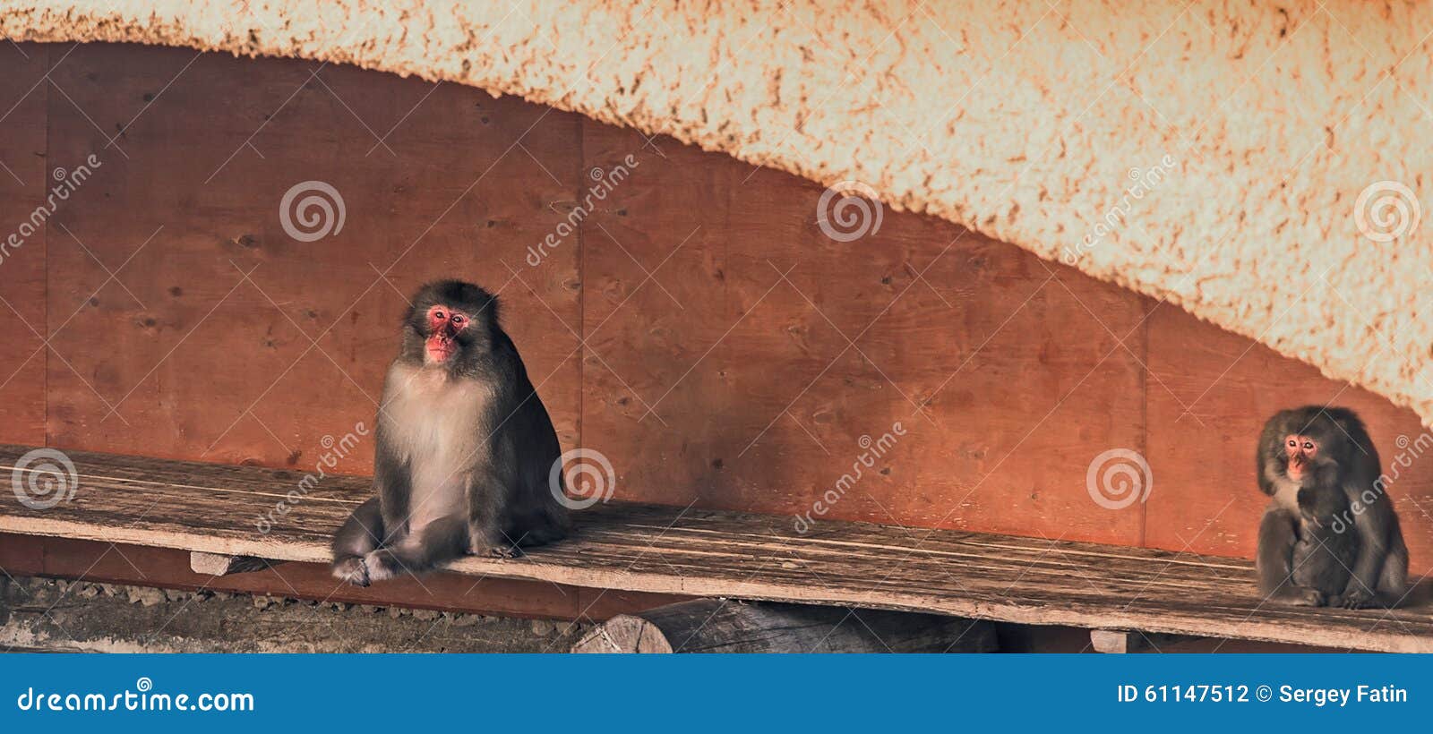 Two Monkeys Sitting on the Bench Stock Photo - Image of animal, steam ...