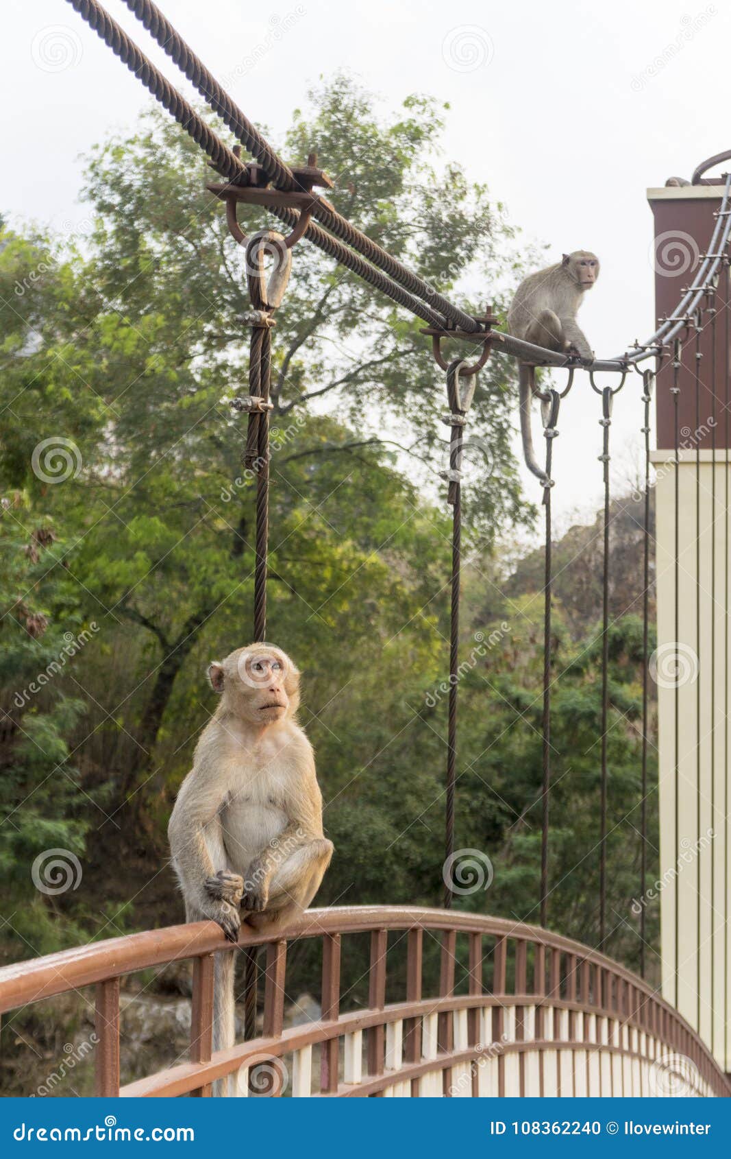 Monkeys Are Sitting On The Street Electric Wires. Thailand Royalty-Free ...